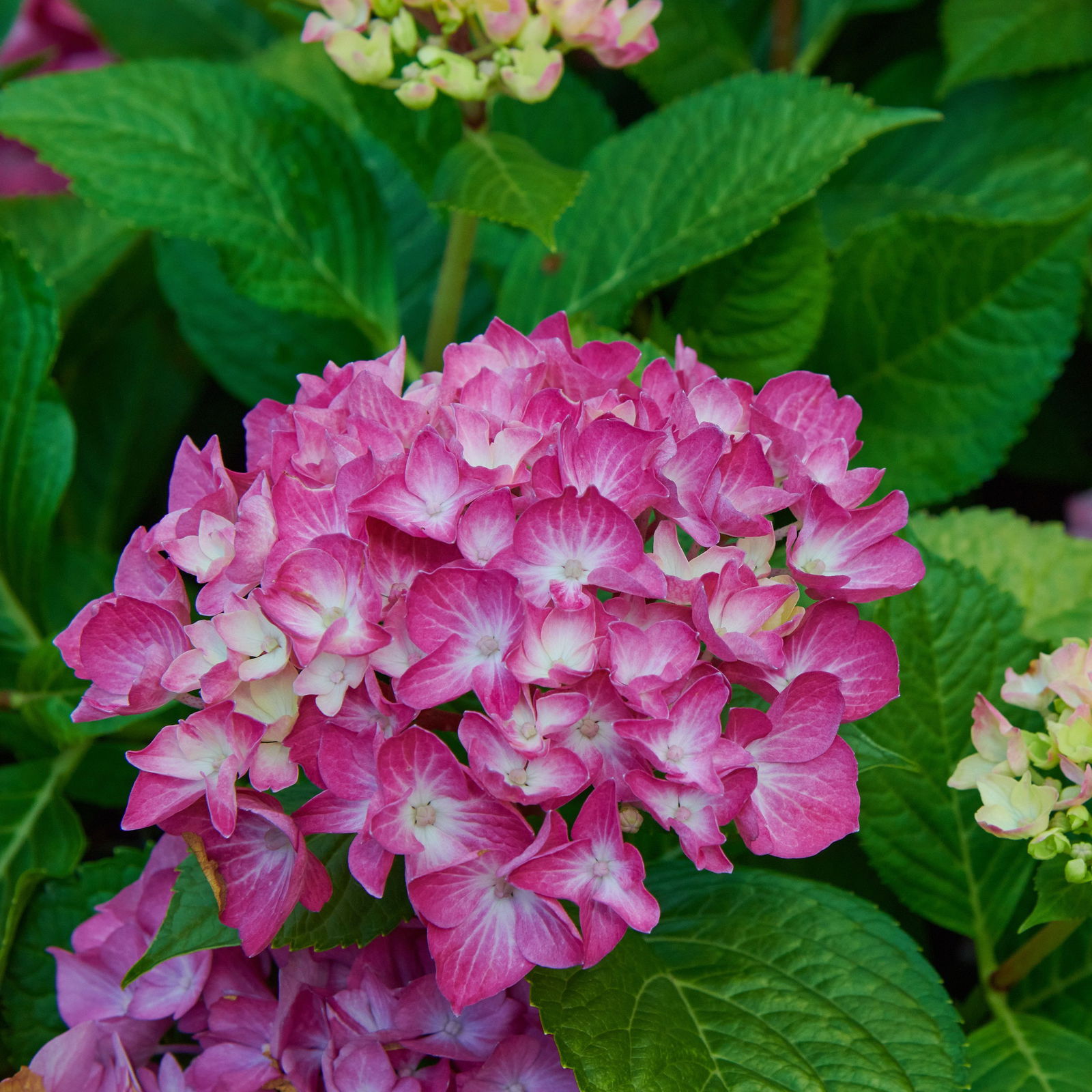 Bauernhortensie Diva fiore ® (rosa) - Hydrangea macrophylla Diva fiore ® (rosa) günstig kaufen