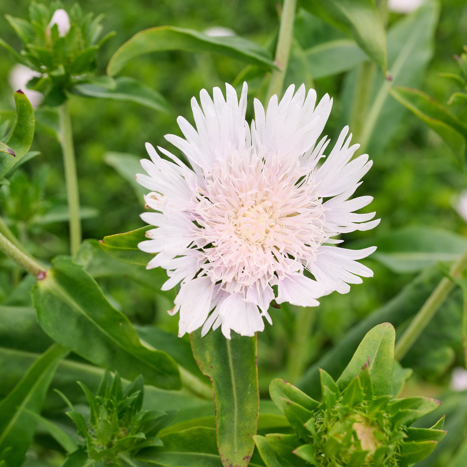 Korblumenaster Divinity - Stokesia laevis Divinity günstig kaufen
