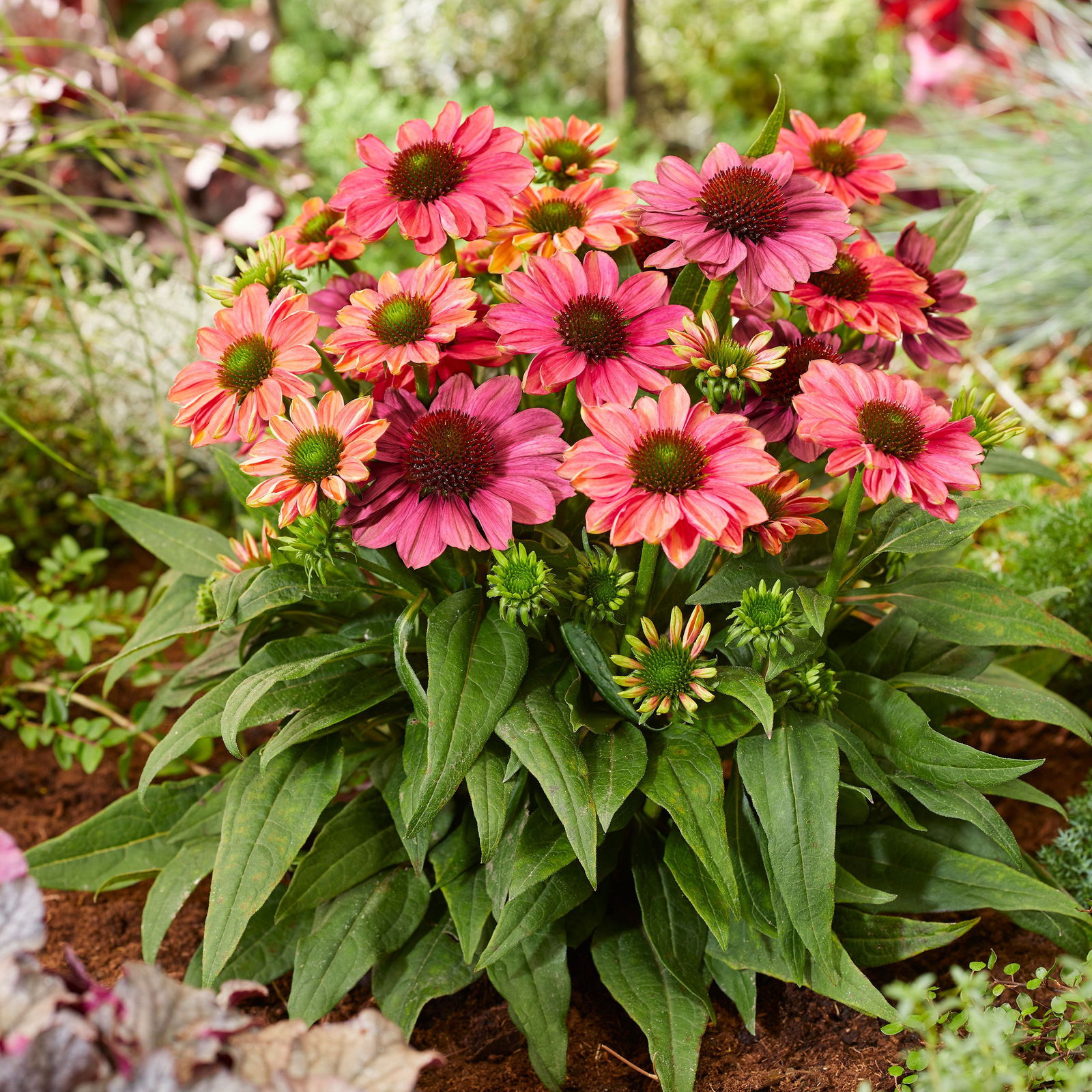 Scheinsonnenhut Evolution Colorific - Echinacea purpurea Evolution ...