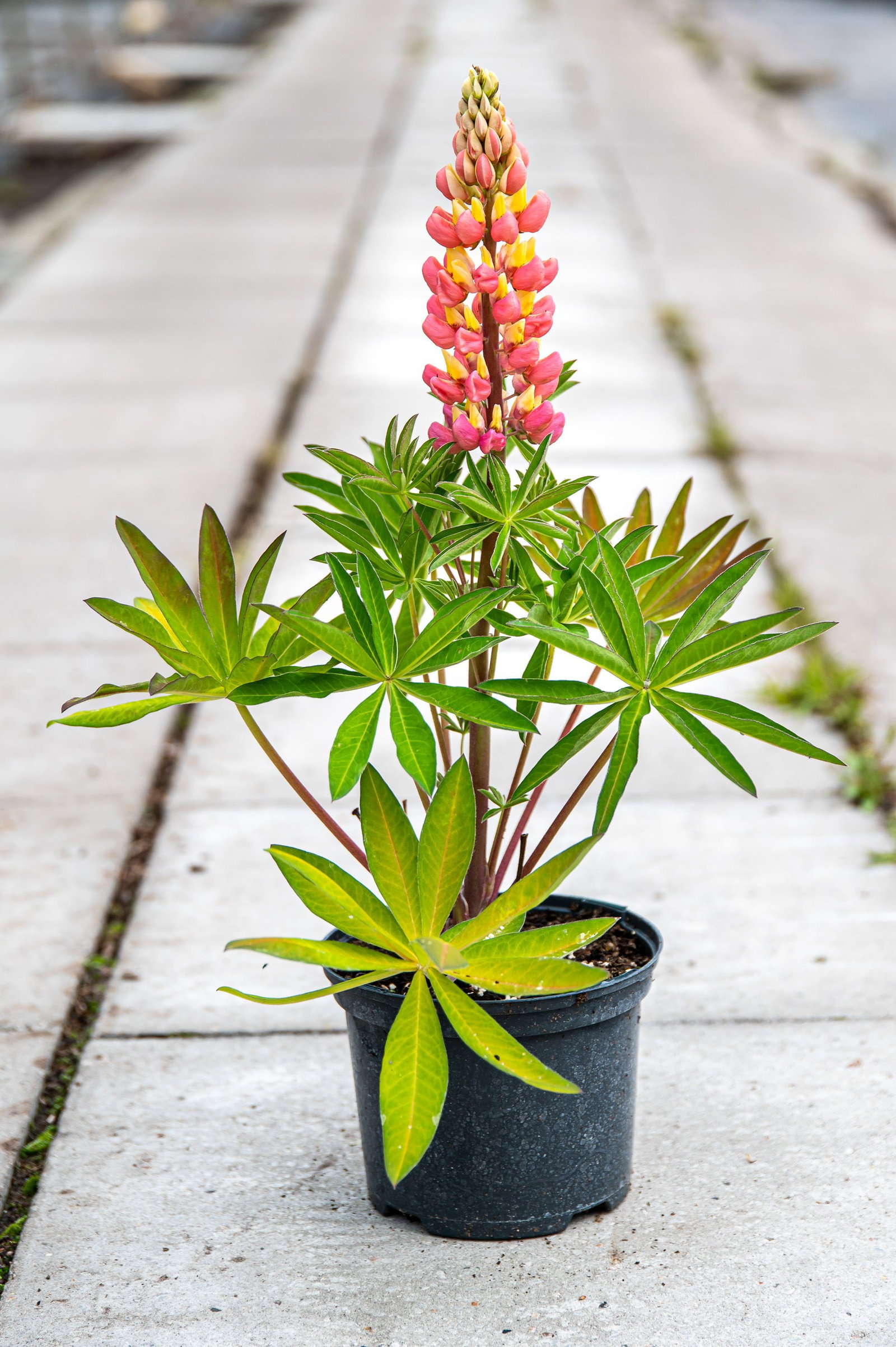Lupine Tower Salmon-Yellow - Lupinus pol. Tower Salmon-Yellow günstig ...