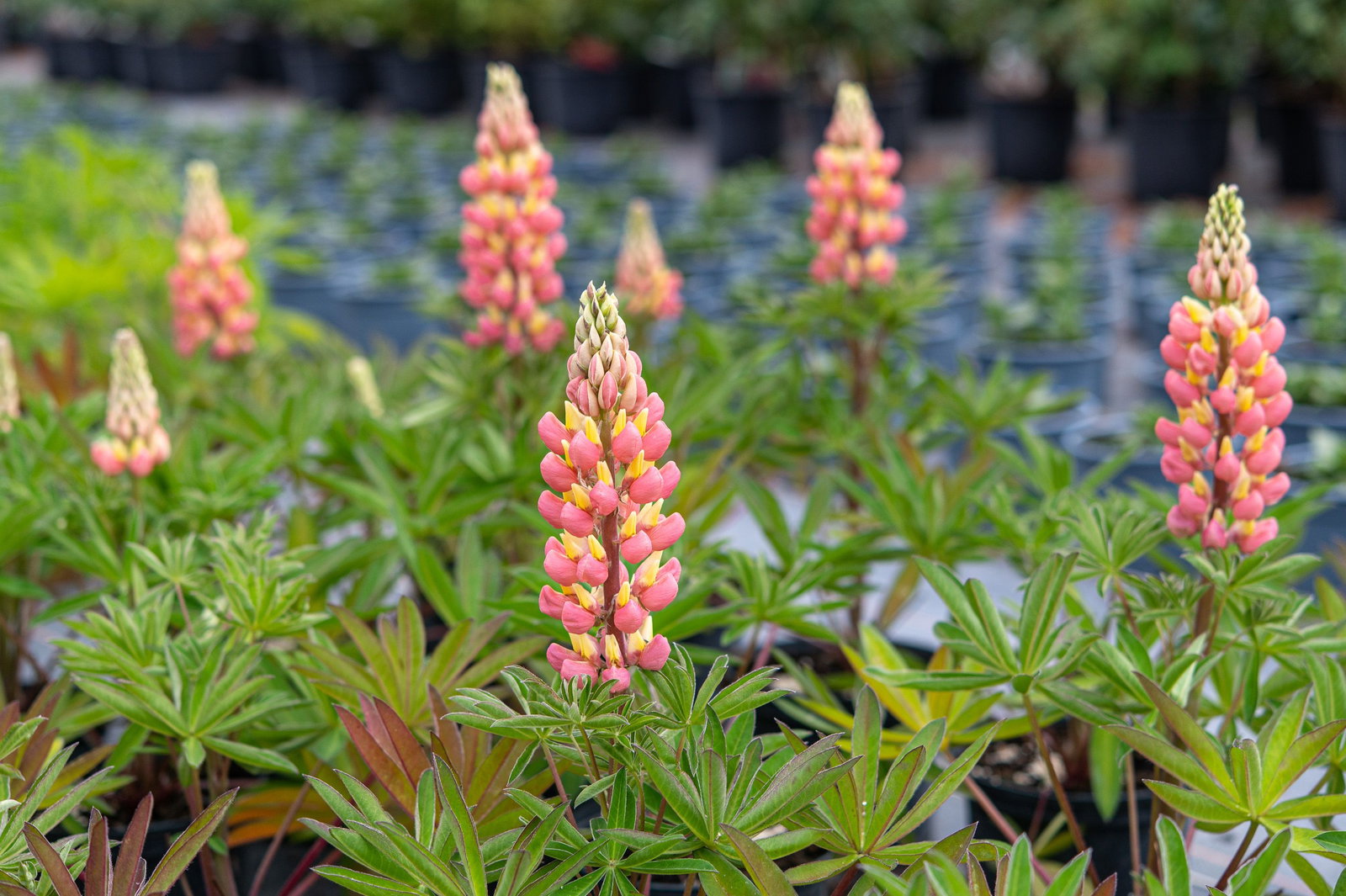 Lupine Tower Salmon-Yellow - Lupinus pol. Tower Salmon-Yellow günstig ...