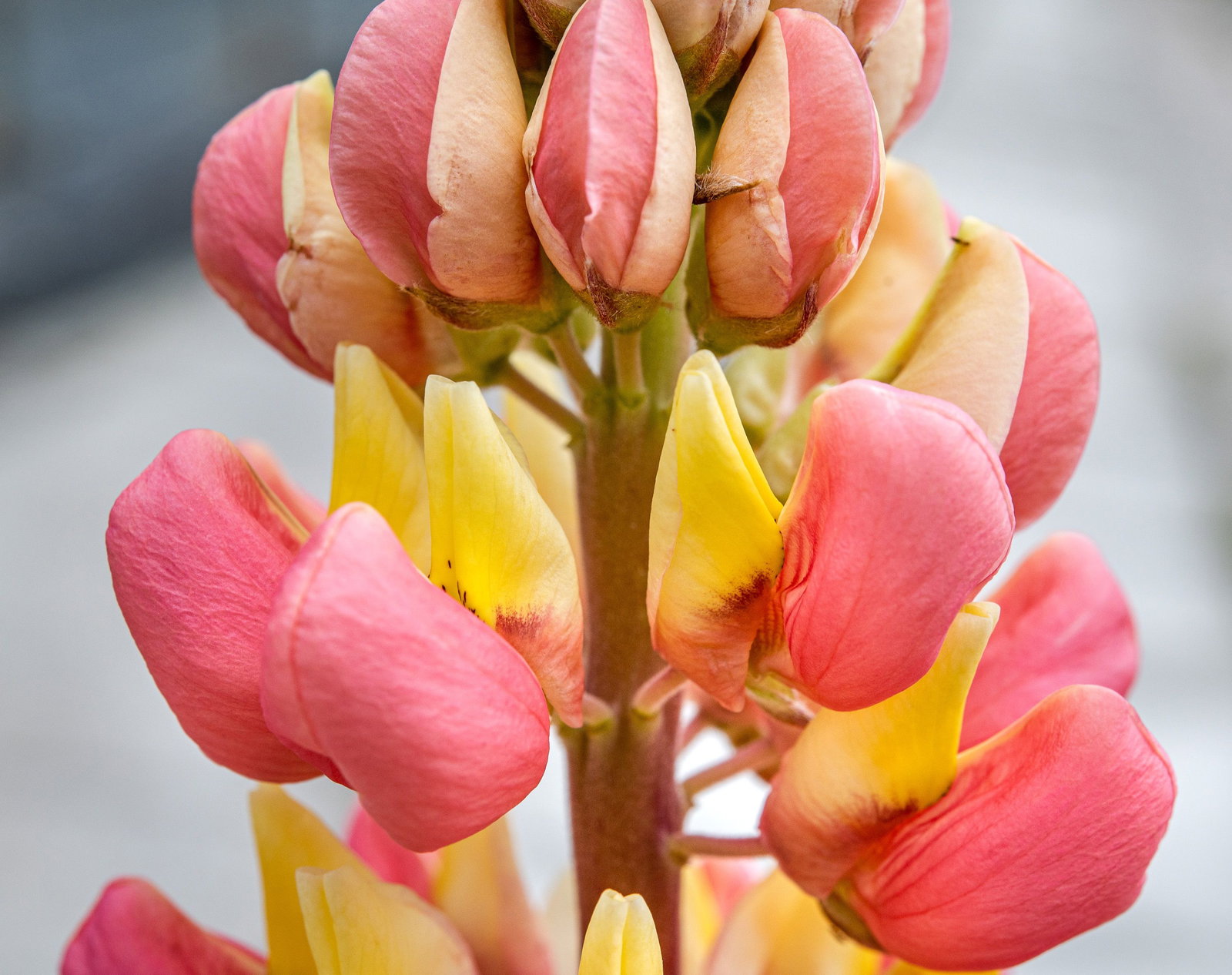 Lupine Tower Salmon-Yellow - Lupinus pol. Tower Salmon-Yellow günstig ...