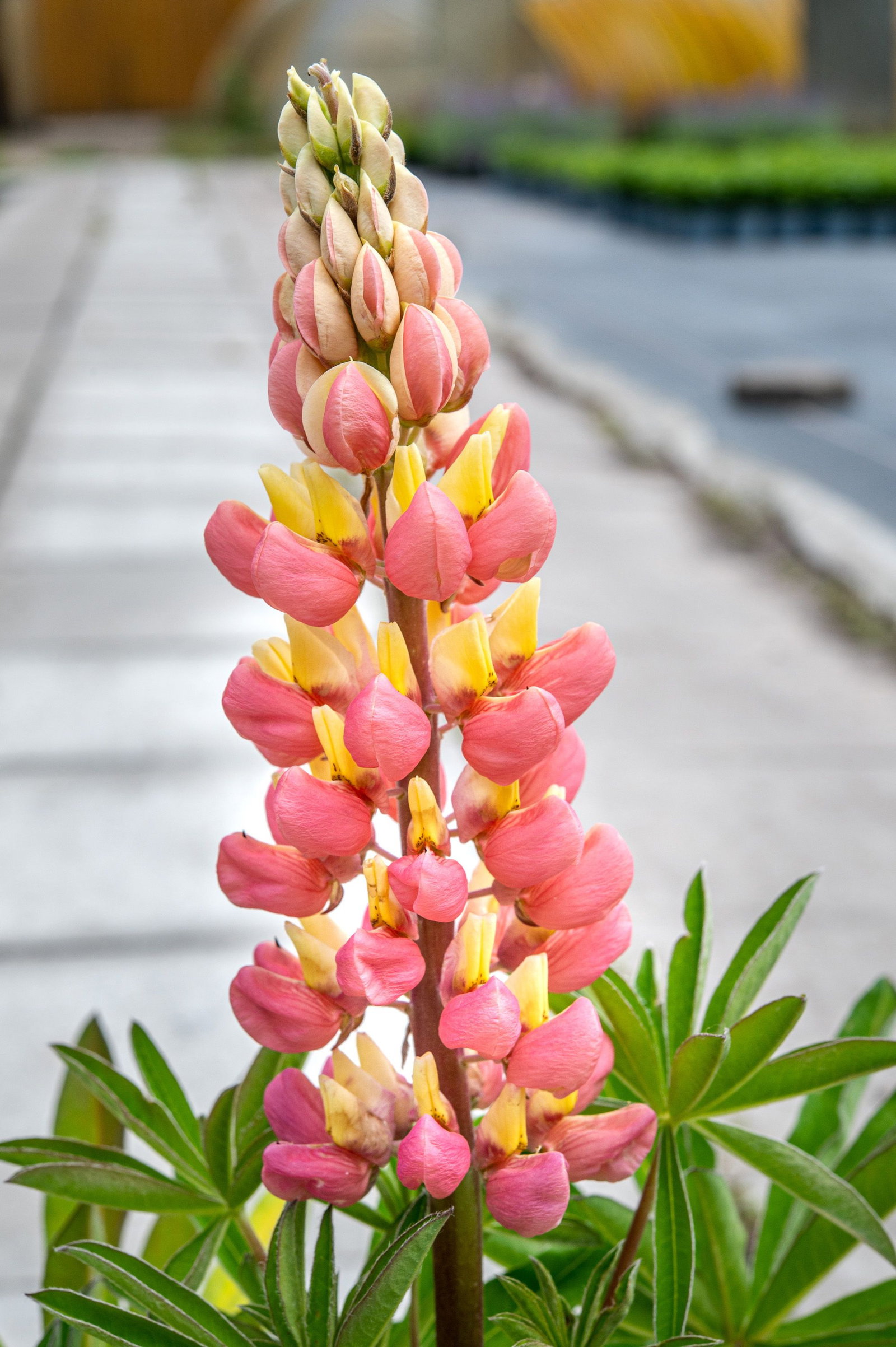 Lupine Tower Salmon-Yellow - Lupinus pol. Tower Salmon-Yellow günstig ...