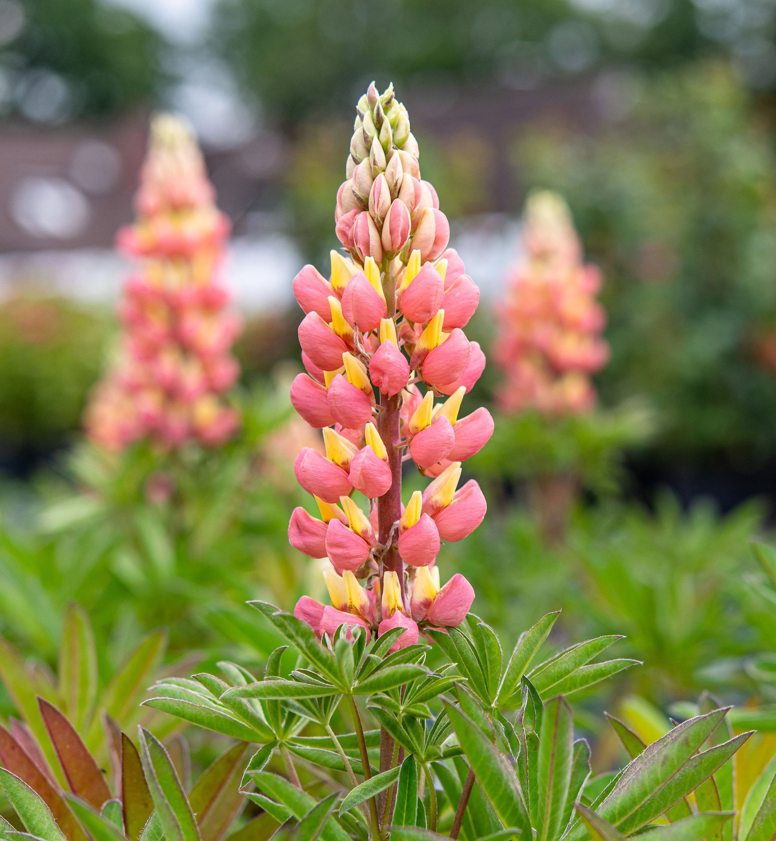 Lupine Tower Salmon-Yellow - Lupinus pol. Tower Salmon-Yellow günstig ...