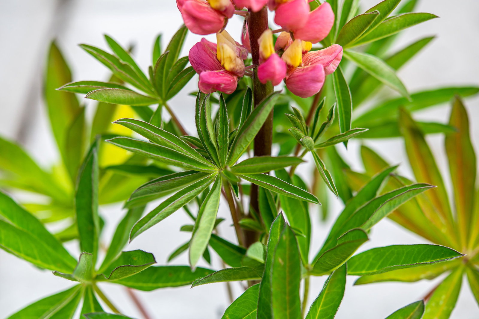Lupine Tower Salmon-Yellow - Lupinus pol. Tower Salmon-Yellow günstig ...
