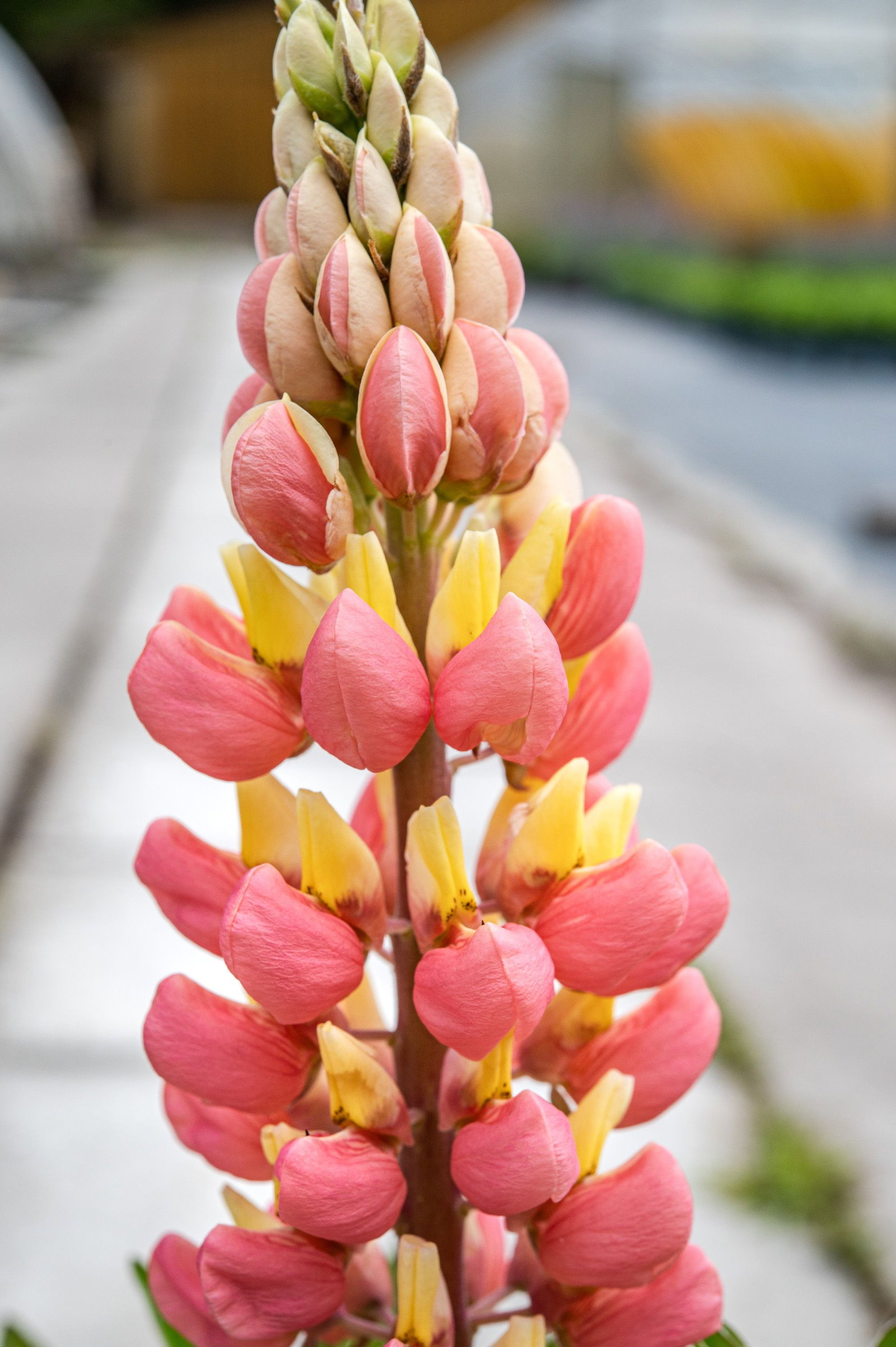 Lupine Tower Salmon-Yellow - Lupinus pol. Tower Salmon-Yellow günstig ...
