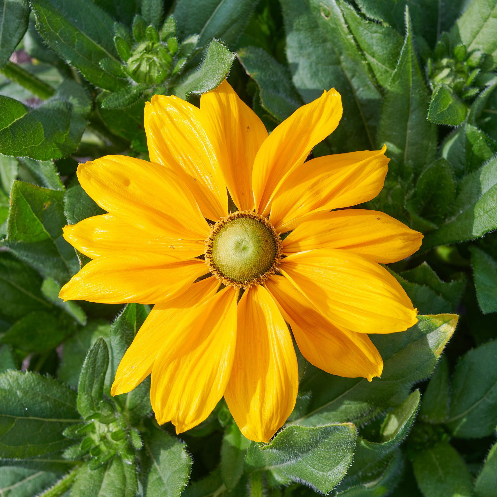 Sonnenhut Sunbeckia Ophelia - Rudbeckia hirta Sunbeckia Ophelia günstig ...