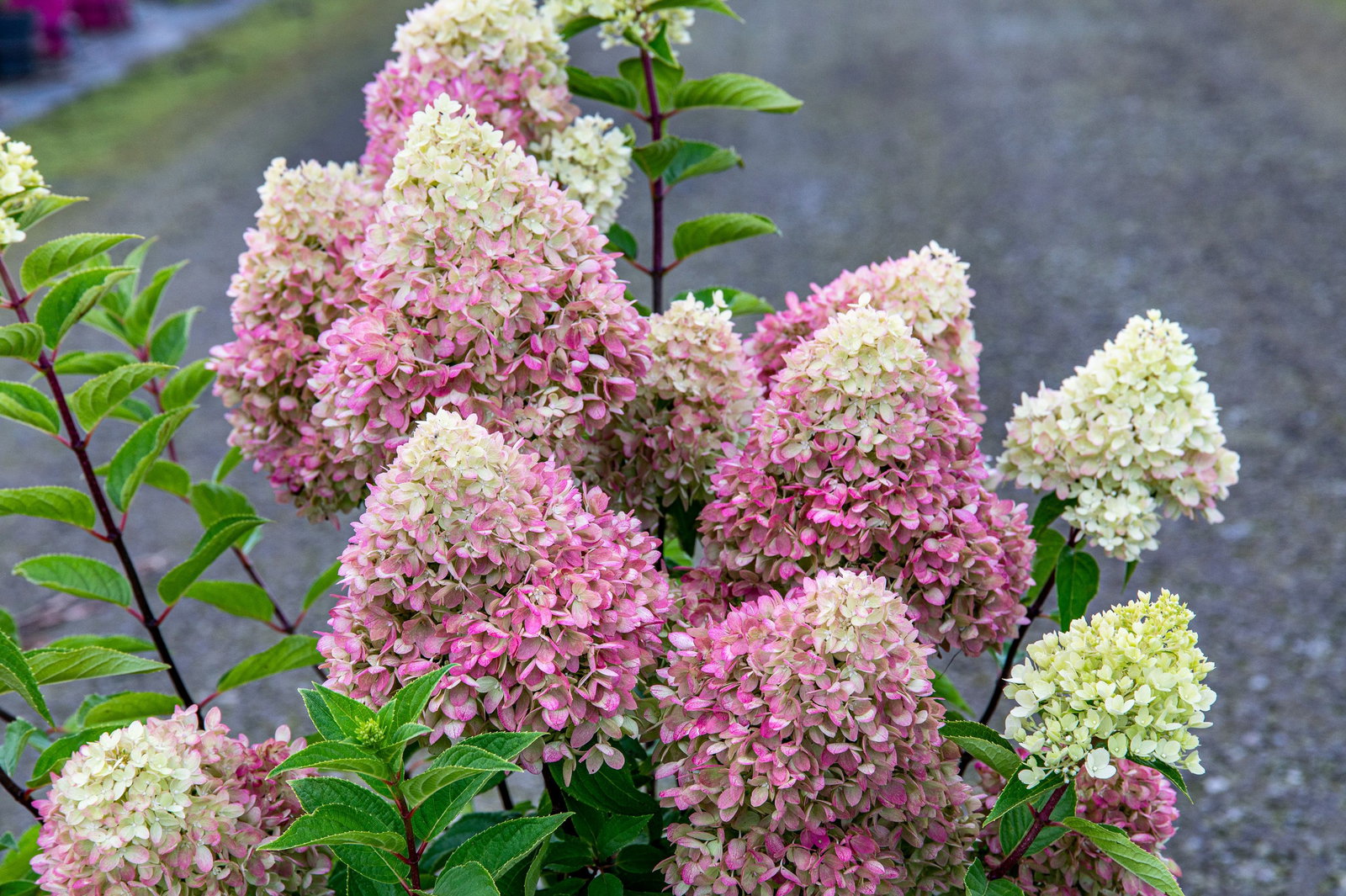 Rispenhortensie Living Pinky Promise ® - Hydrangea paniculata Living ...