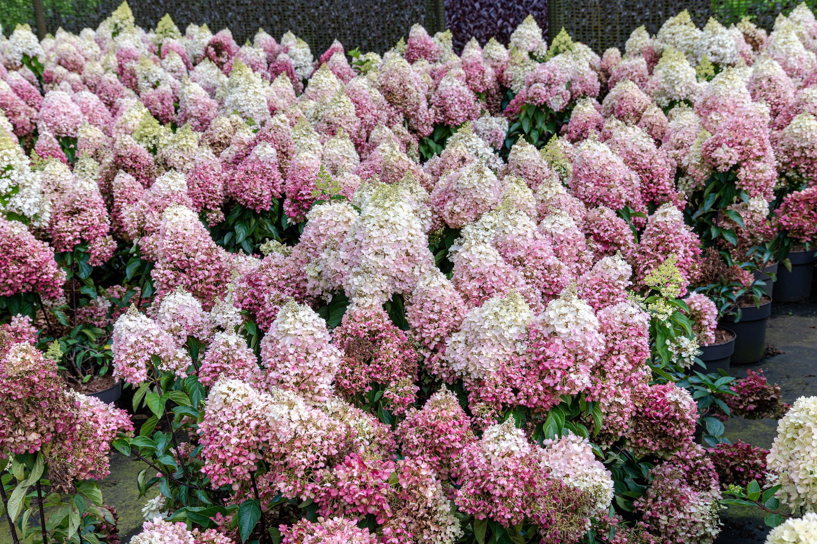Rispenhortensie Living Pinky Promise ® - Hydrangea paniculata Living ...