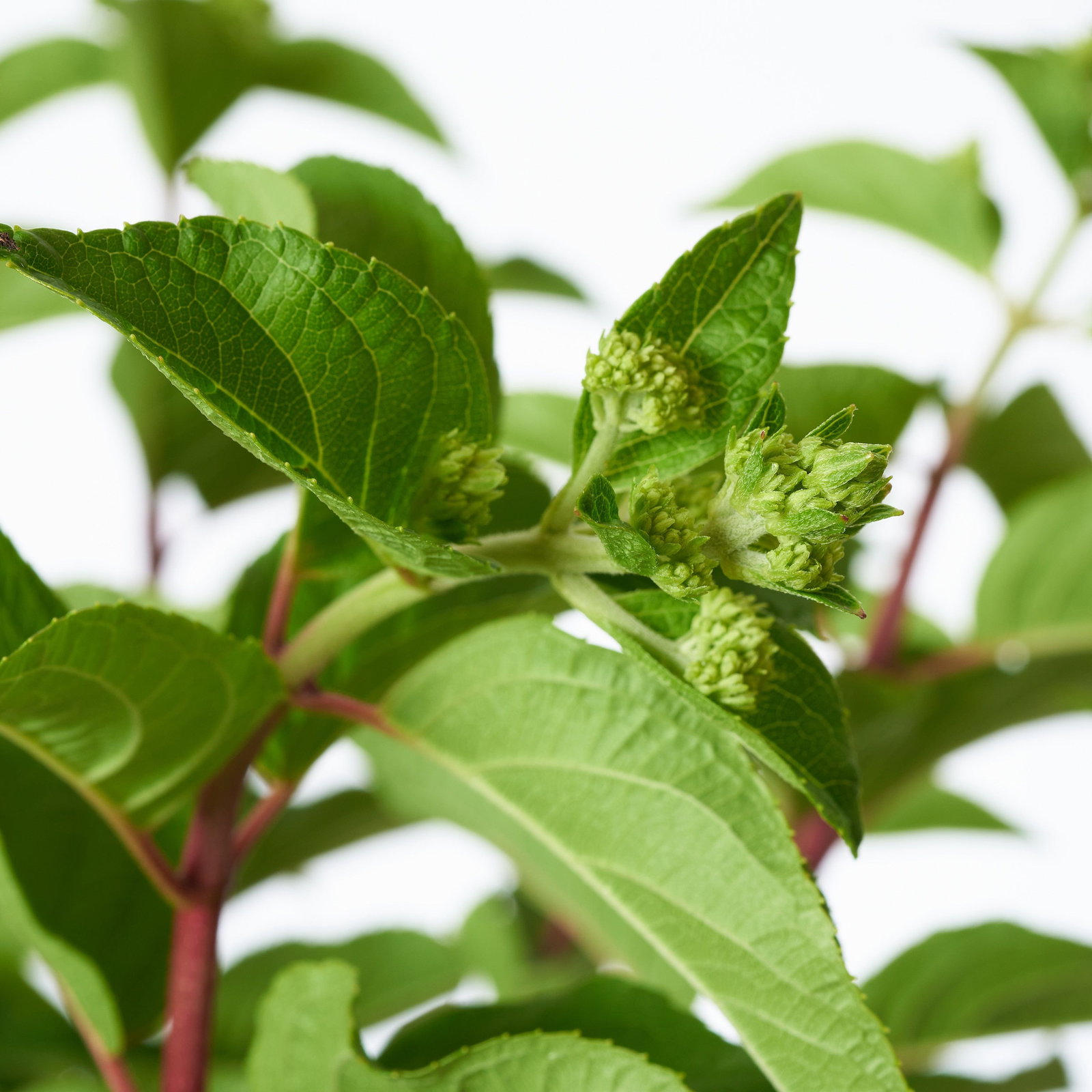 Rispenhortensie Living Pinky Promise ® - Hydrangea paniculata Living ...