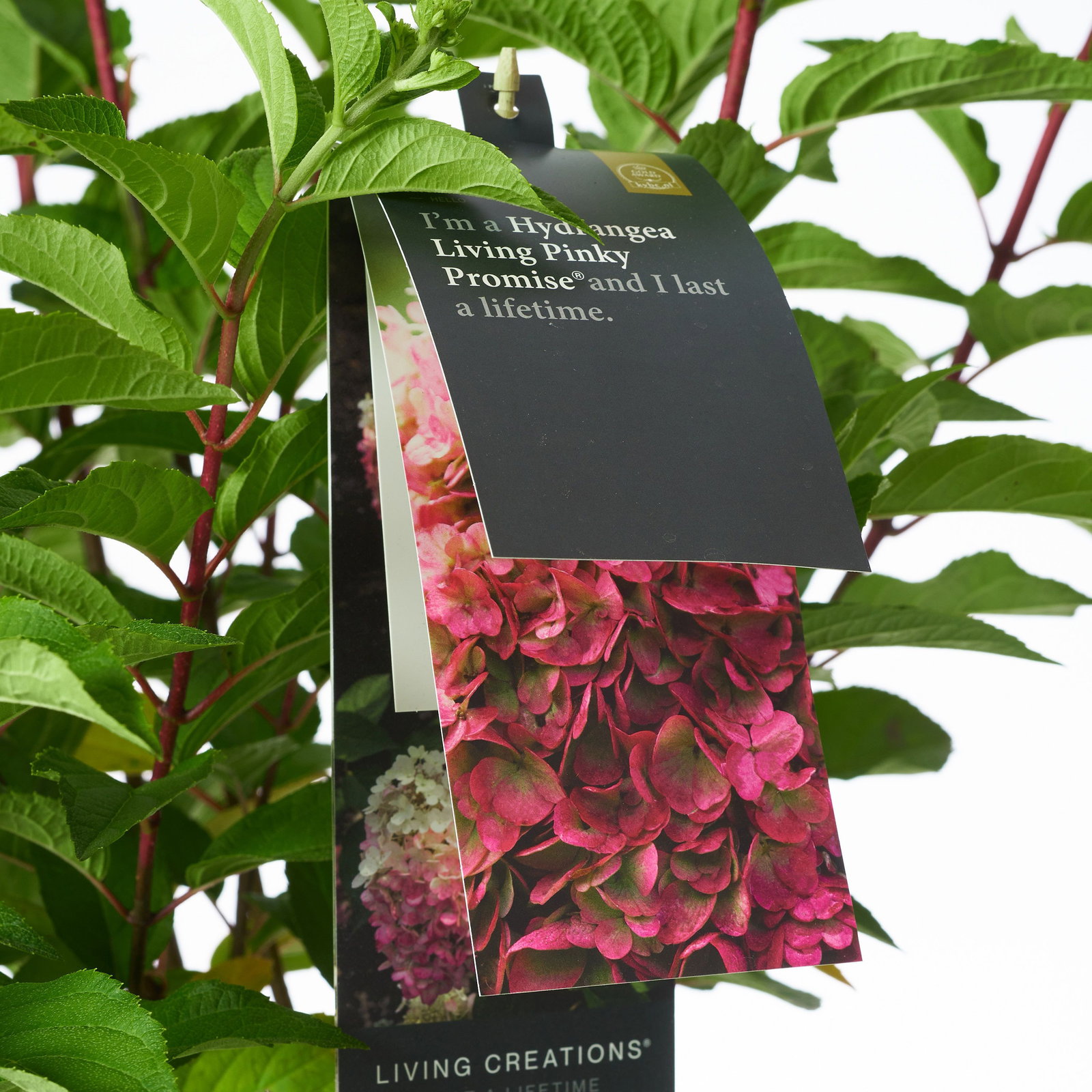 Rispenhortensie Living Pinky Promise ® - Hydrangea paniculata Living ...