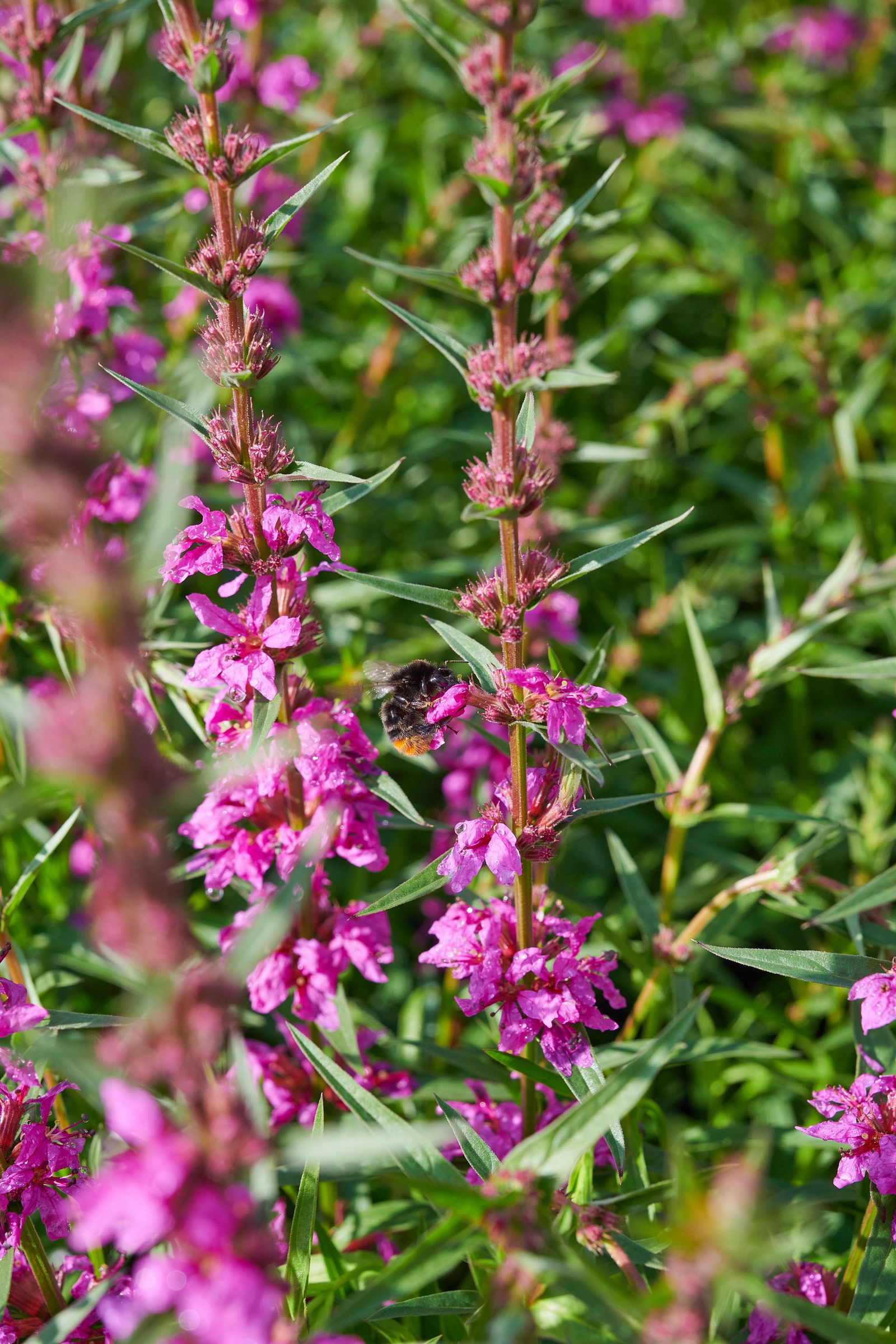 Blutweiderich Pink Promenade - Lythrum salicaria Pink Promenade günstig ...