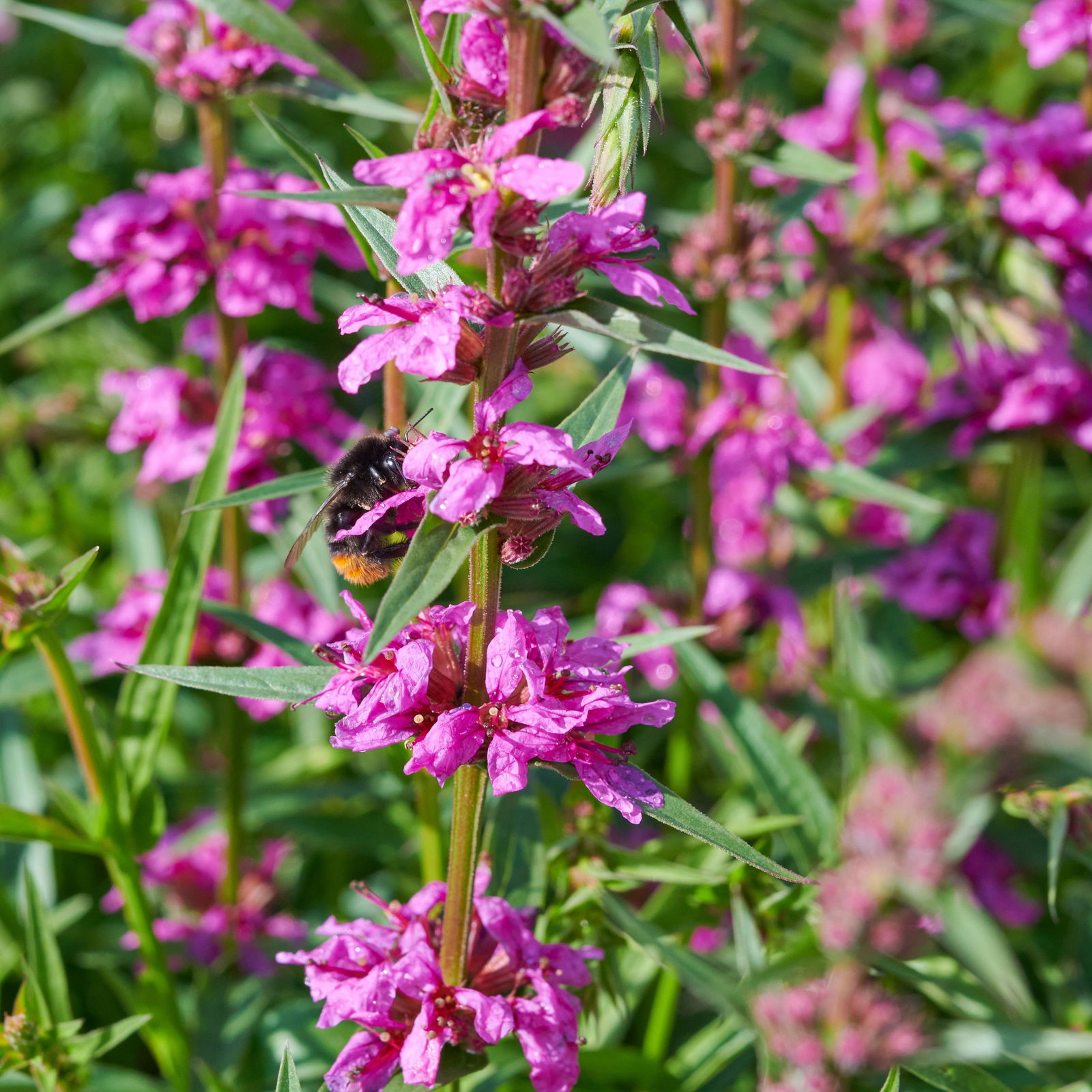 Blutweiderich Pink Promenade - Lythrum salicaria Pink Promenade günstig ...