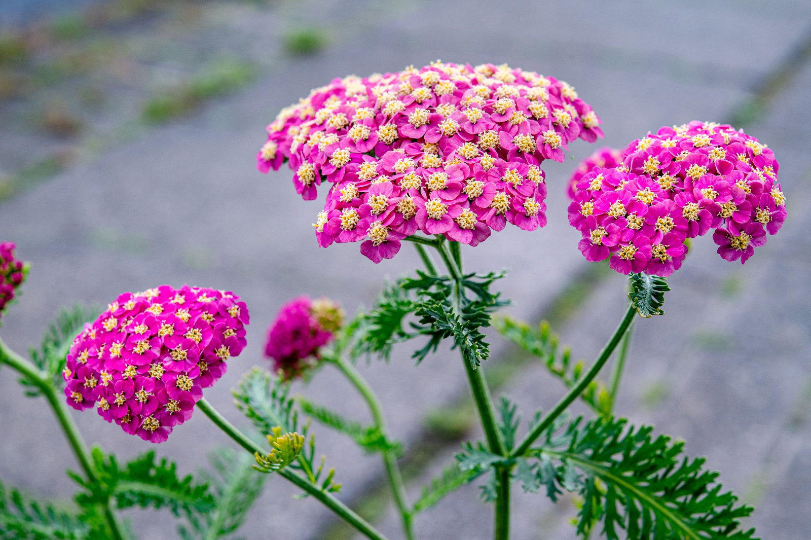 Schafgarbe Skysail Bright Pink - Achillea millefolium Skysail Bright ...