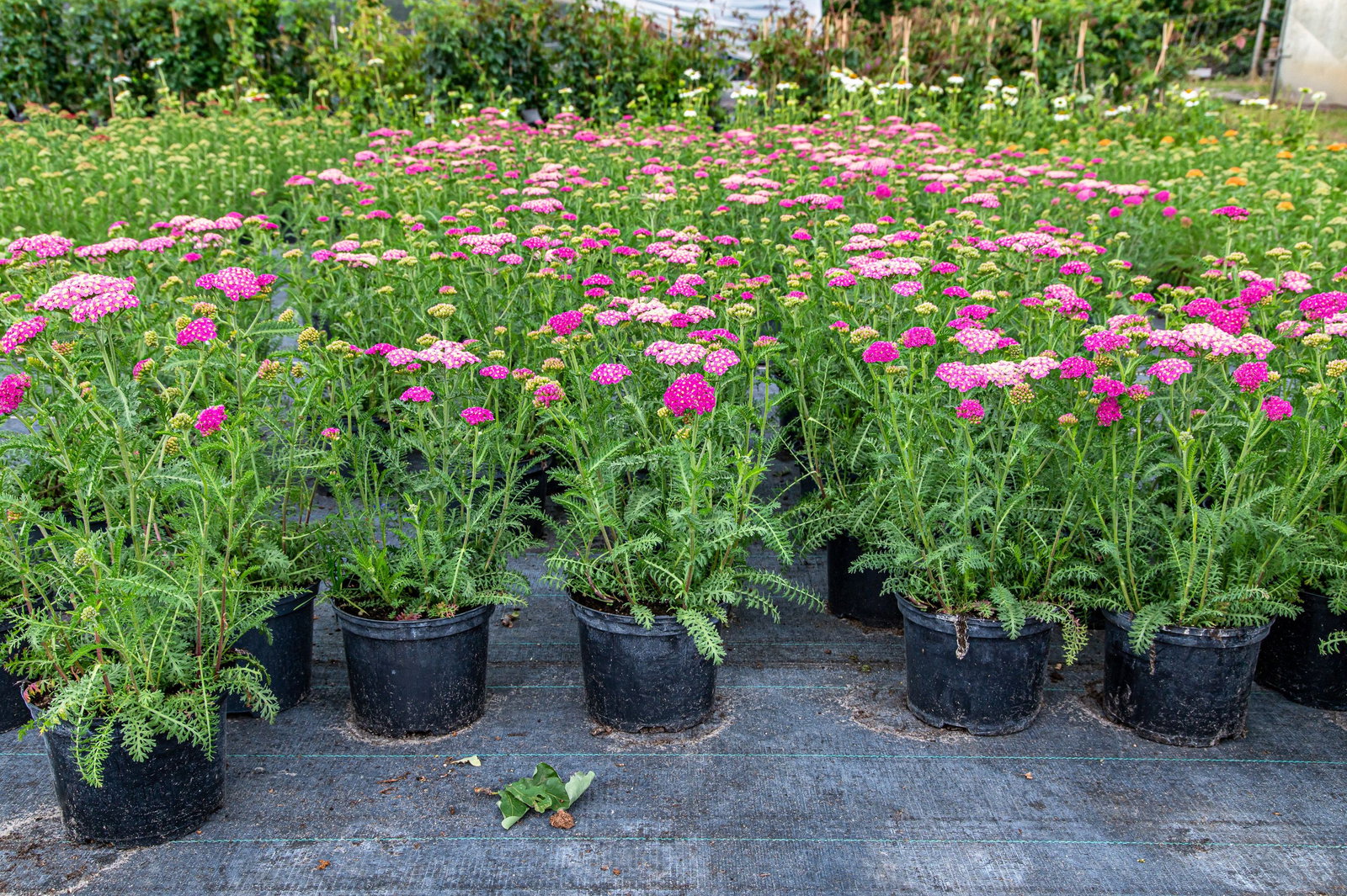 Schafgarbe Skysail Bright Pink - Achillea millefolium Skysail Bright ...