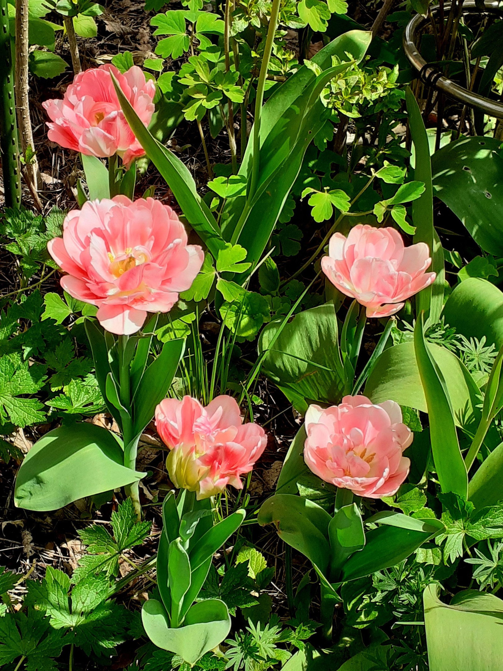 Gefüllte Tulpe Peach Blossom - Kiepenkerl Tulipa x hybrida Peach ...