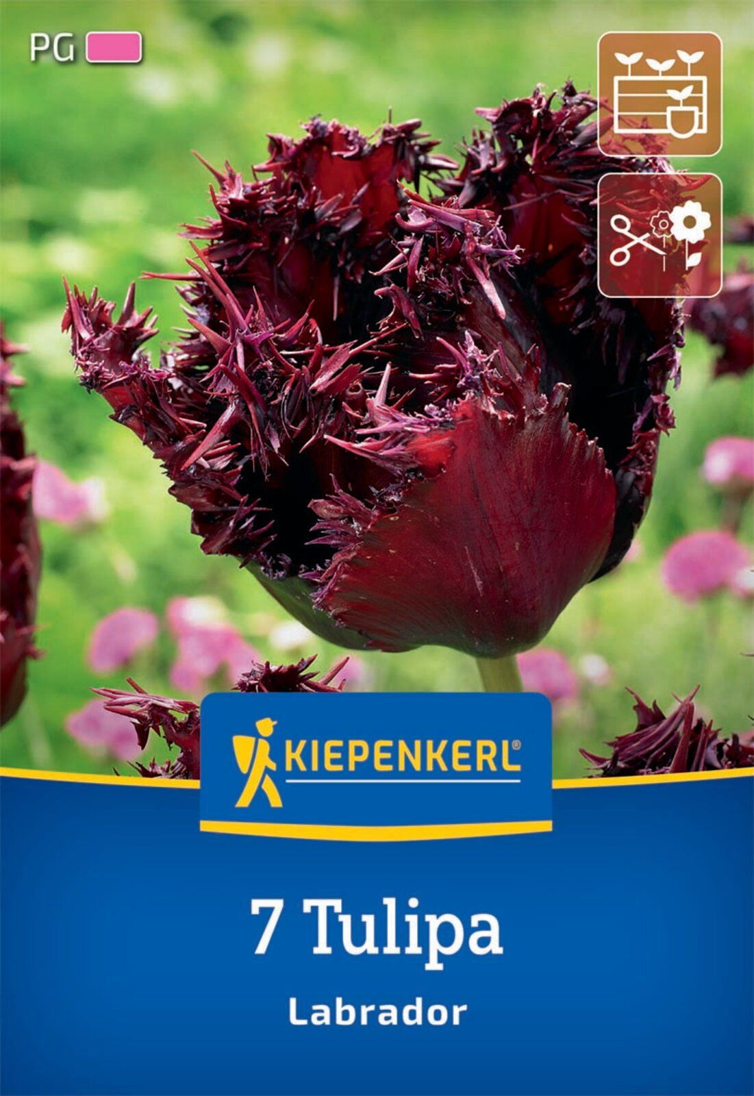 Gefranste Tulpe Labrador - Kiepenkerl Tulipa x hybrida Labrador günstig ...