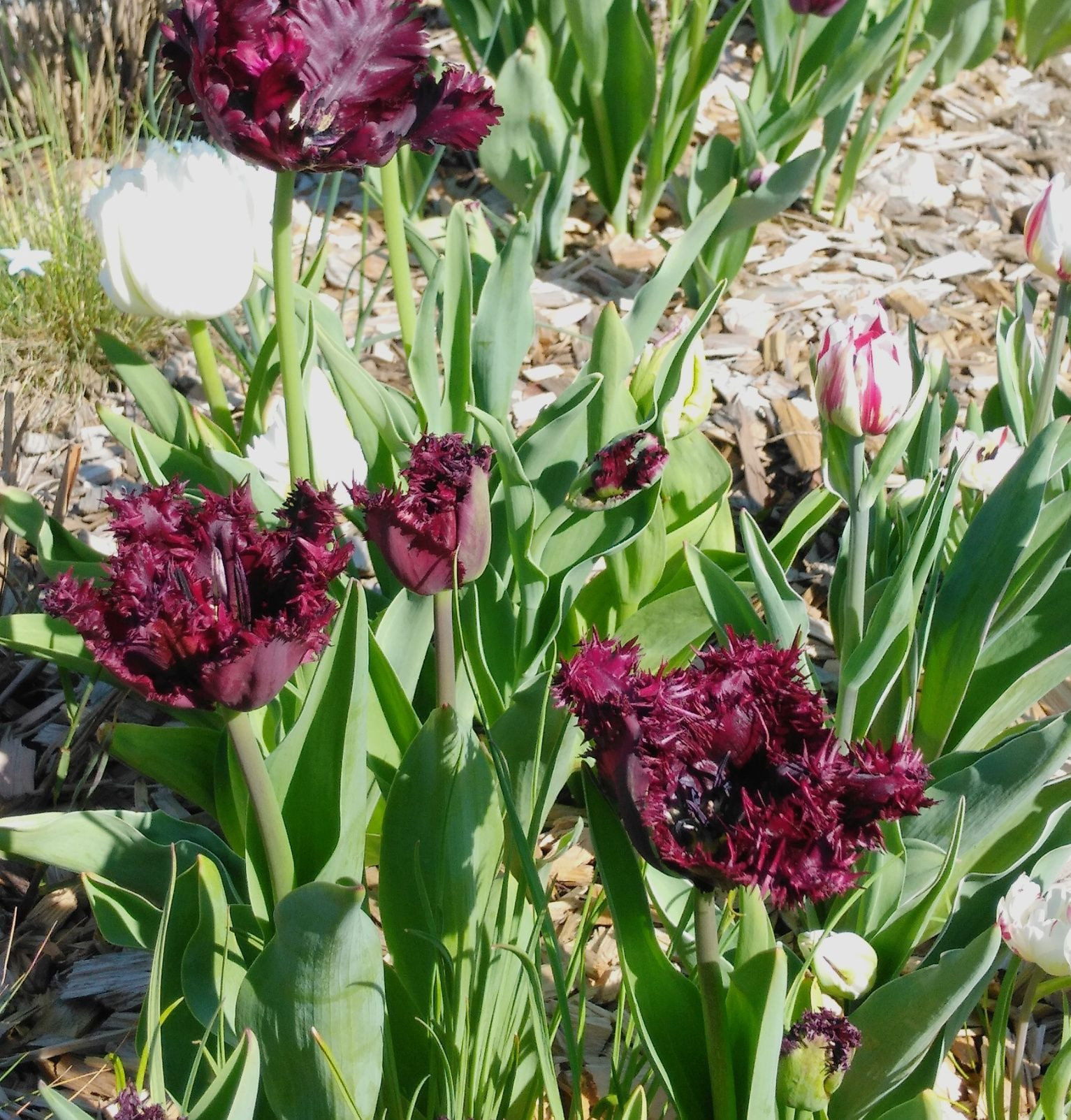 Gefranste Tulpe Labrador - Kiepenkerl Tulipa x hybrida Labrador günstig ...
