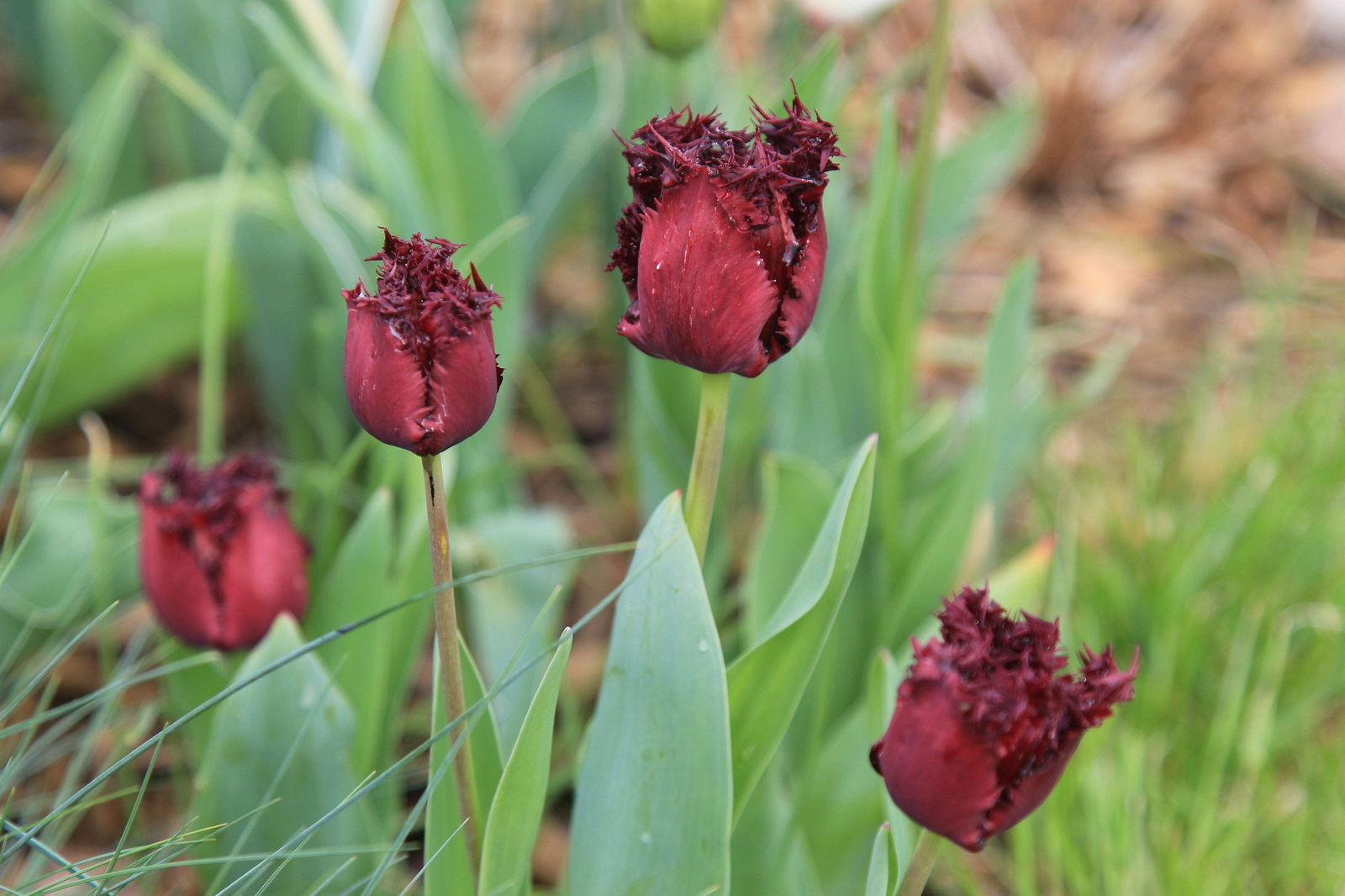 Gefranste Tulpe Labrador - Kiepenkerl Tulipa x hybrida Labrador günstig ...