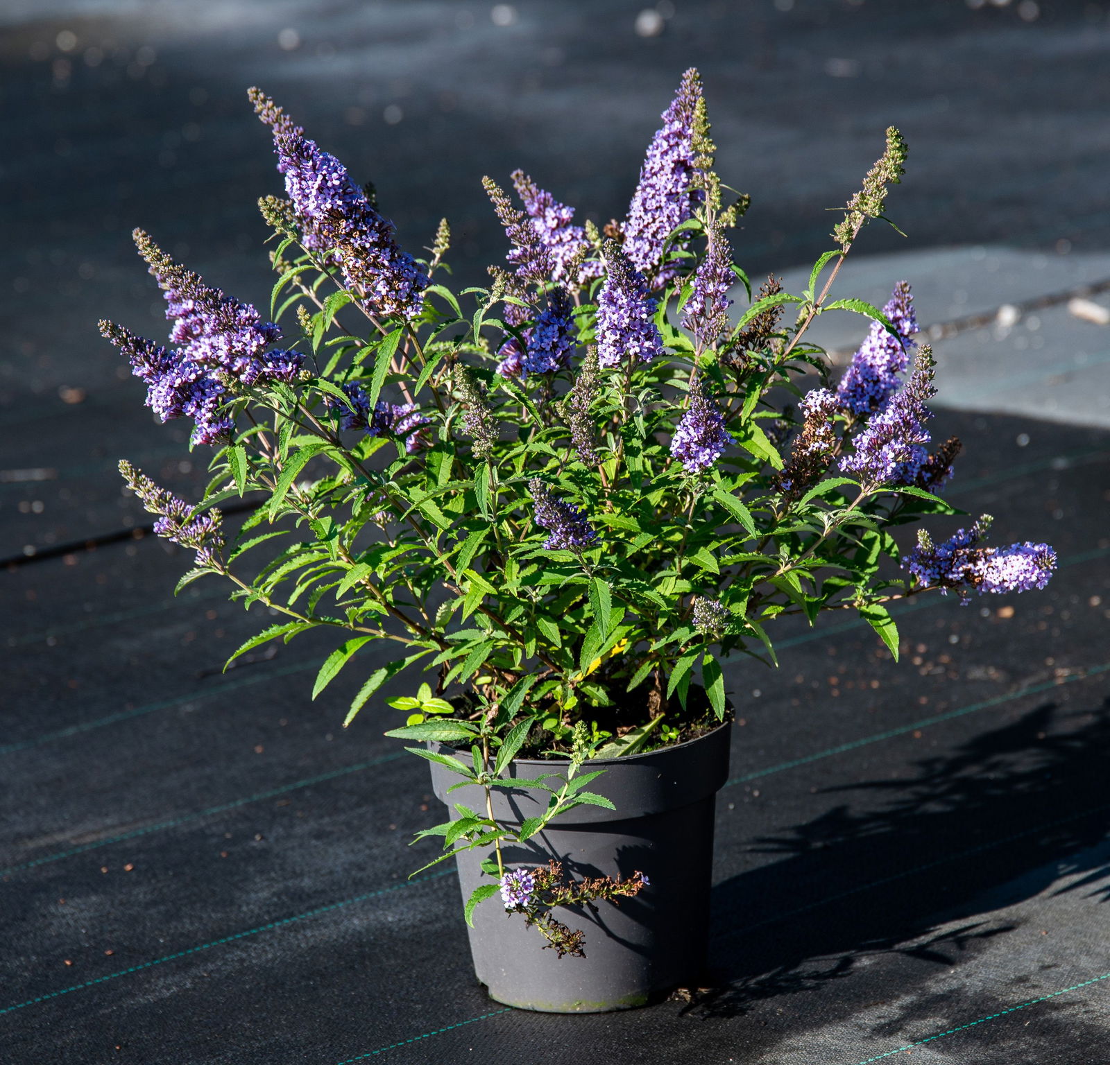 Zwerg Sommerflieder Butterfly Candy Lila Sweetheart - Buddleja Davidii ...