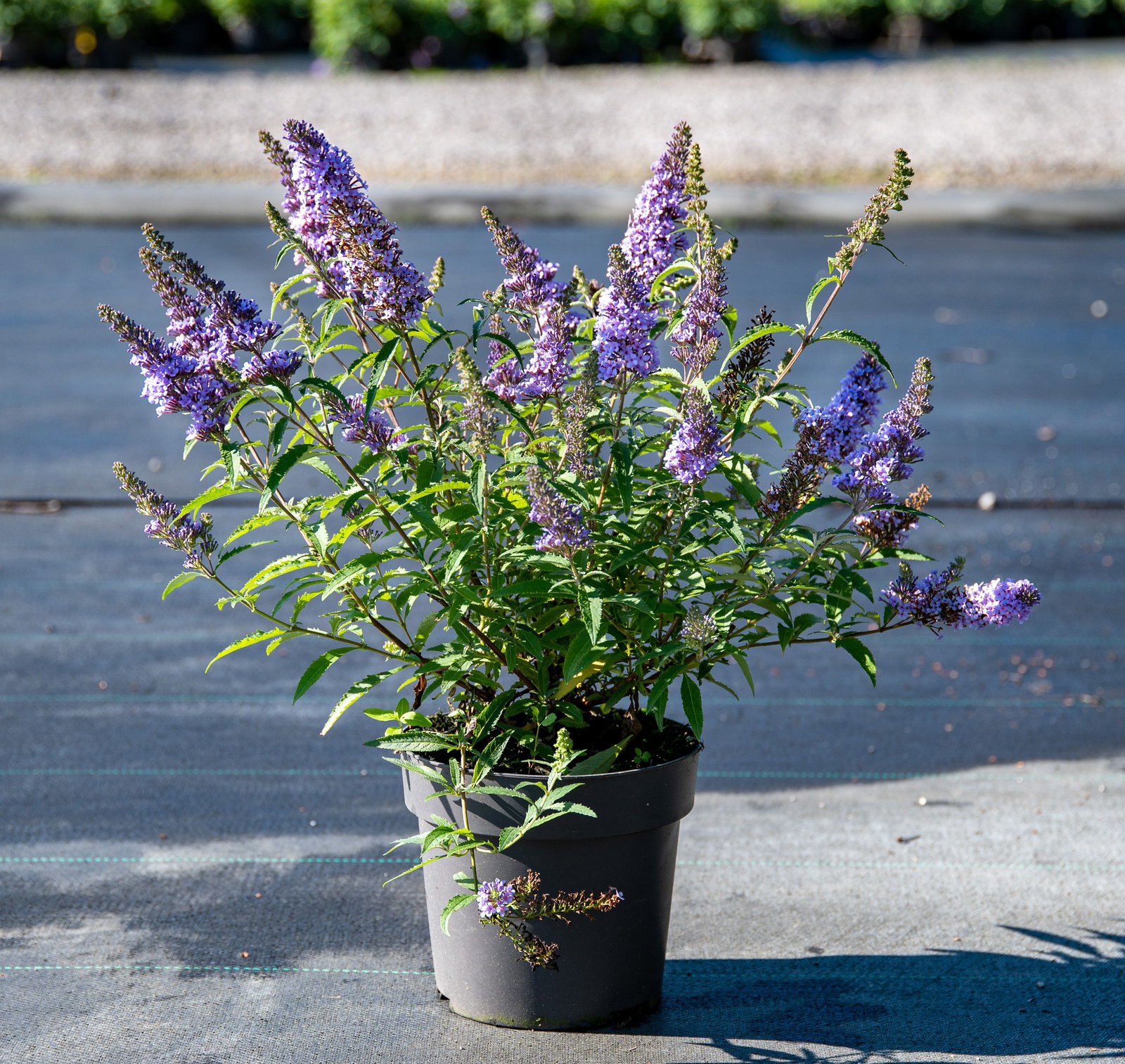 Zwerg Sommerflieder Butterfly Candy Lila Sweetheart - Buddleja Davidii ...