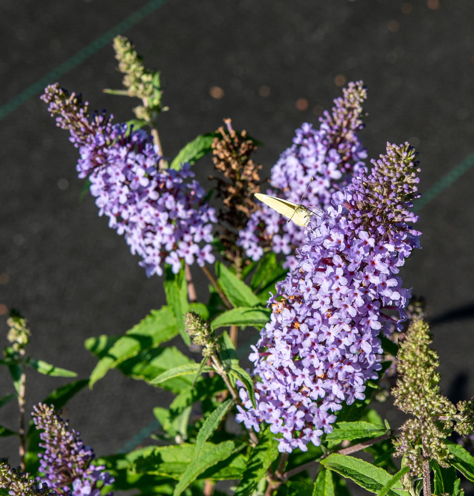 Zwerg Sommerflieder Butterfly Candy Lila Sweetheart - Buddleja Davidii ...