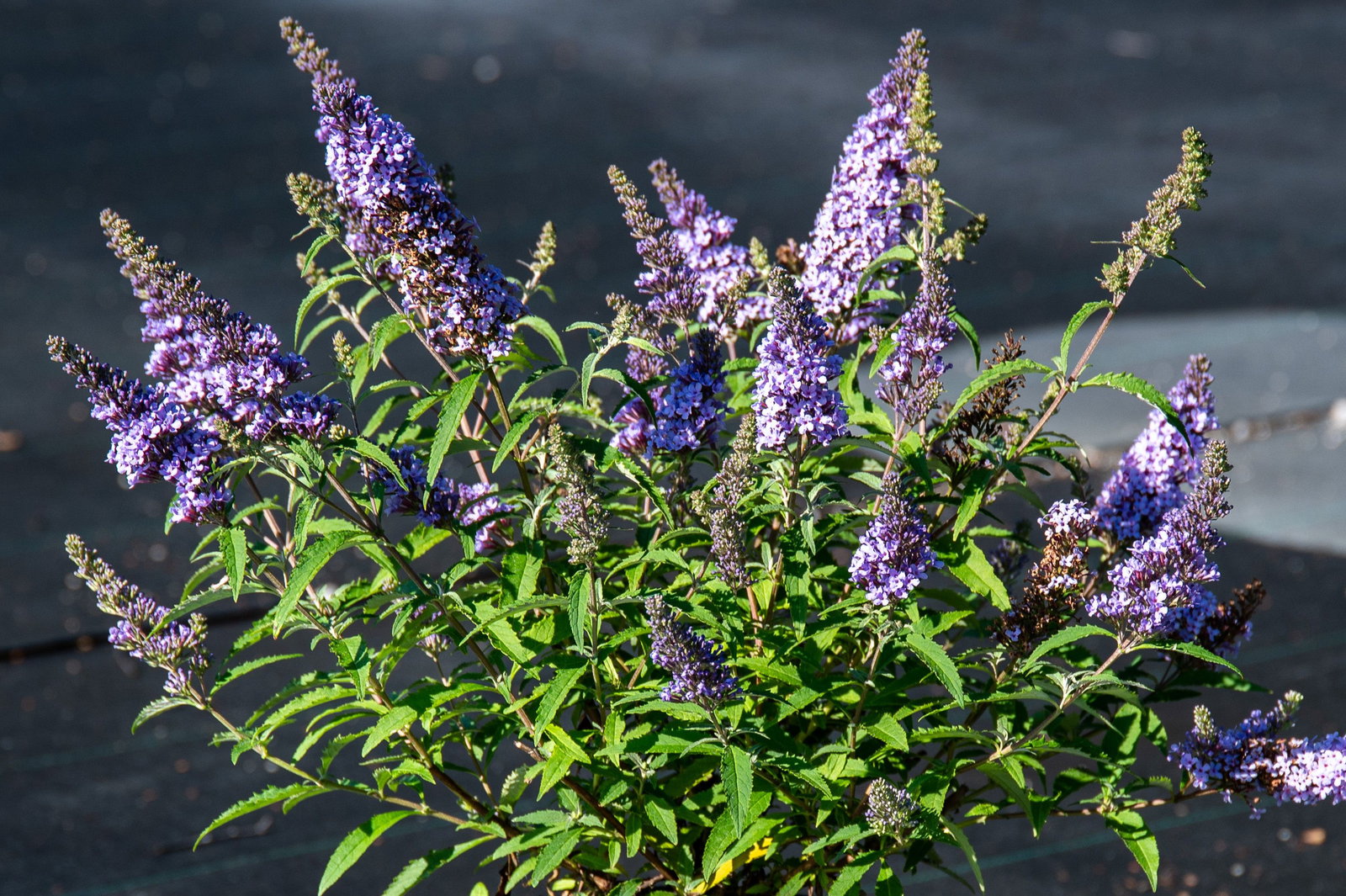 Zwerg Sommerflieder Butterfly Candy Lila Sweetheart - Buddleja Davidii ...