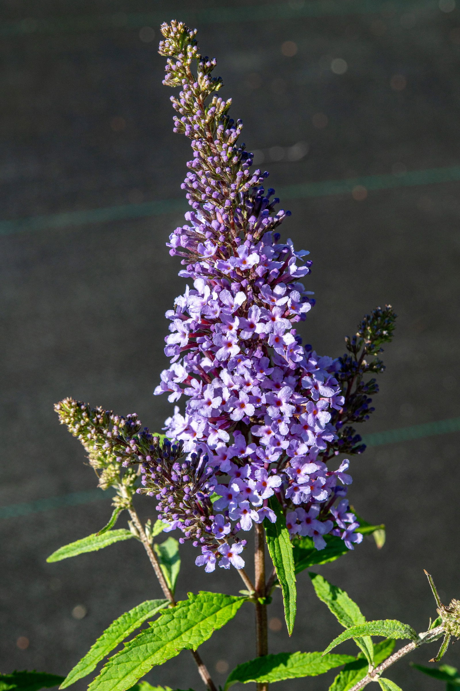 Zwerg Sommerflieder Butterfly Candy Lila Sweetheart - Buddleja Davidii ...