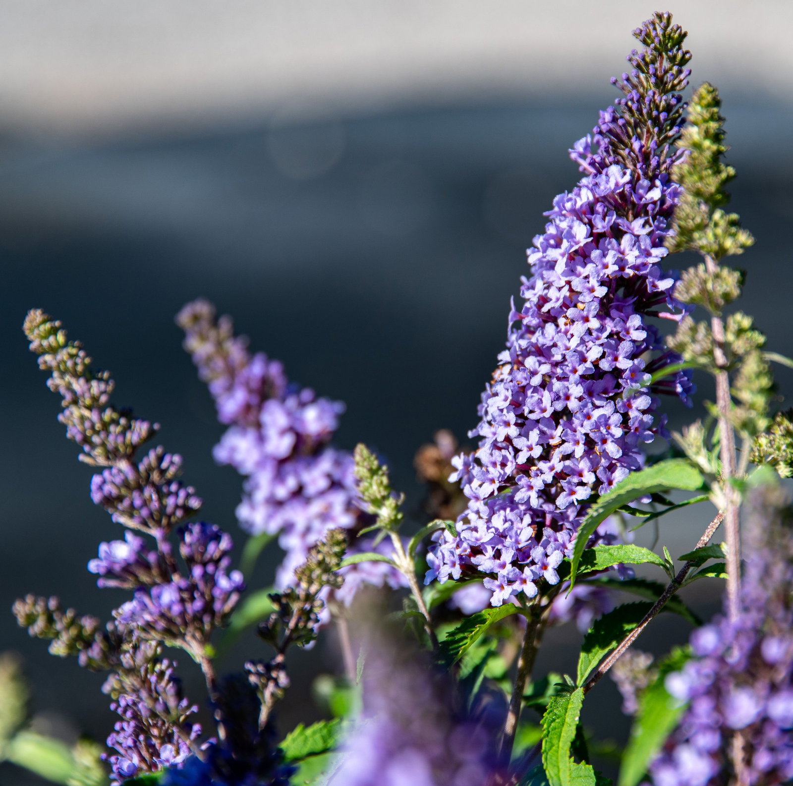 Zwerg Sommerflieder Butterfly Candy Lila Sweetheart - Buddleja Davidii ...