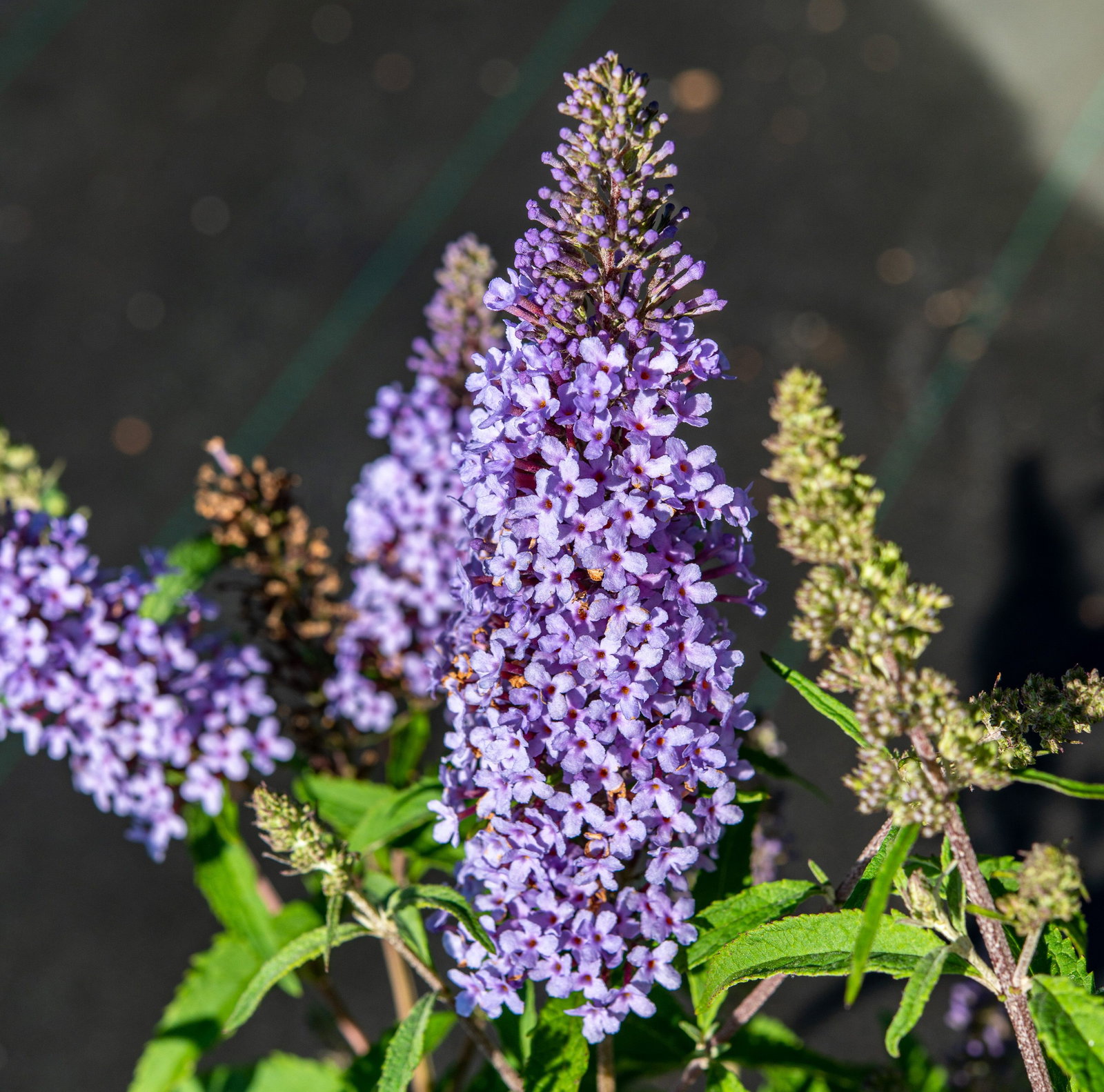 Zwerg Sommerflieder Butterfly Candy Lila Sweetheart - Buddleja Davidii ...