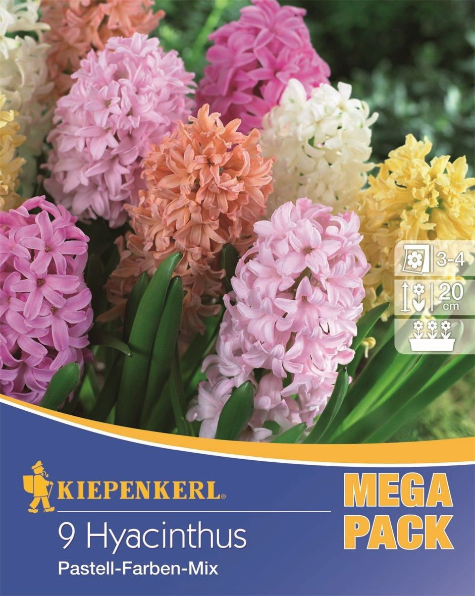 Hyazinthe Pastell Mischung - Kiepenkerl Hyacinthus orientalis Pastell günstig kaufen
