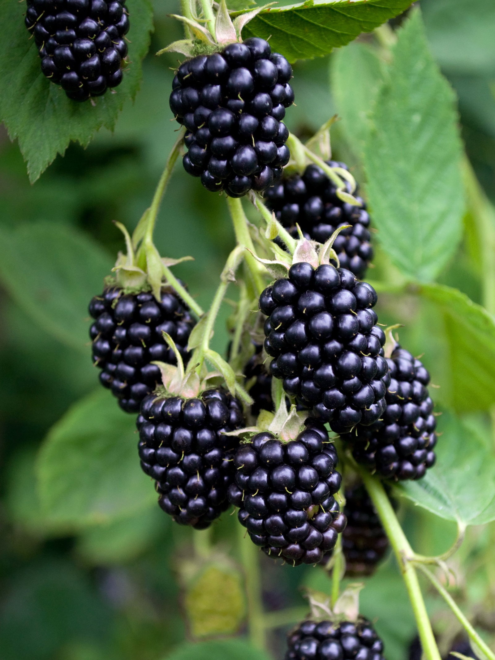 Bio Brombeere Triple Crown - Bio Rubus fruticosus Triple Crown günstig ...