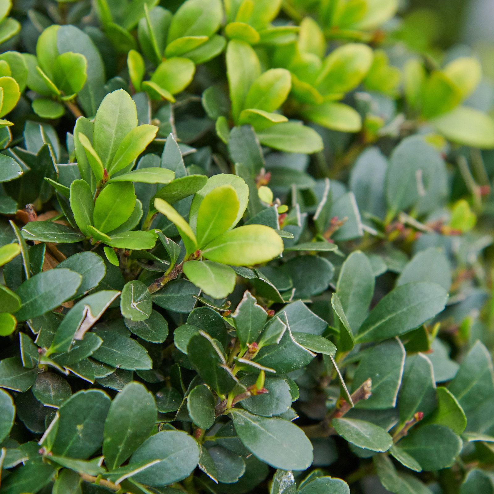 Berg Ilex Josaile - Ilex crenata Josaile günstig kaufen