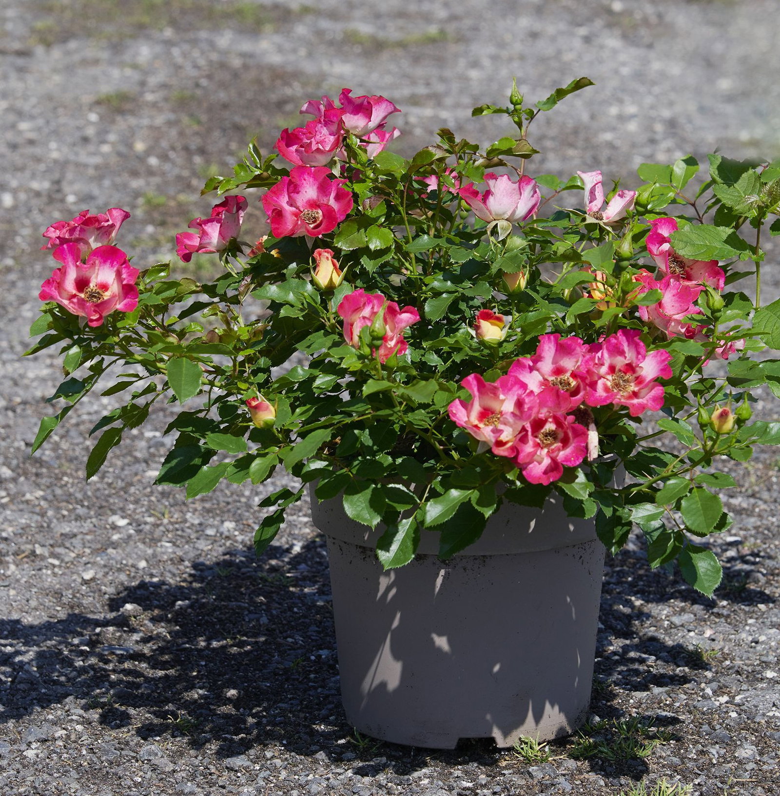 Rosa Sunshine Babylon Eyes - Rosa Sunshine Babylon Eyes günstig kaufen