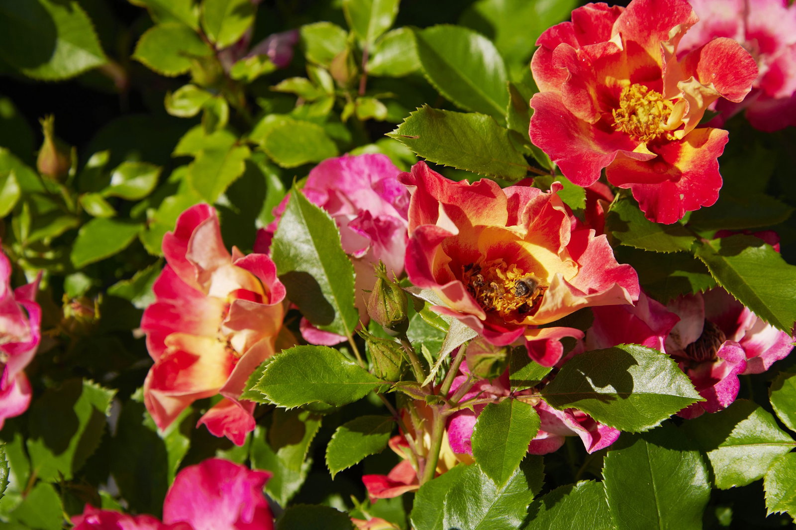 Rosa Sunshine Babylon Eyes - Rosa Sunshine Babylon Eyes günstig kaufen