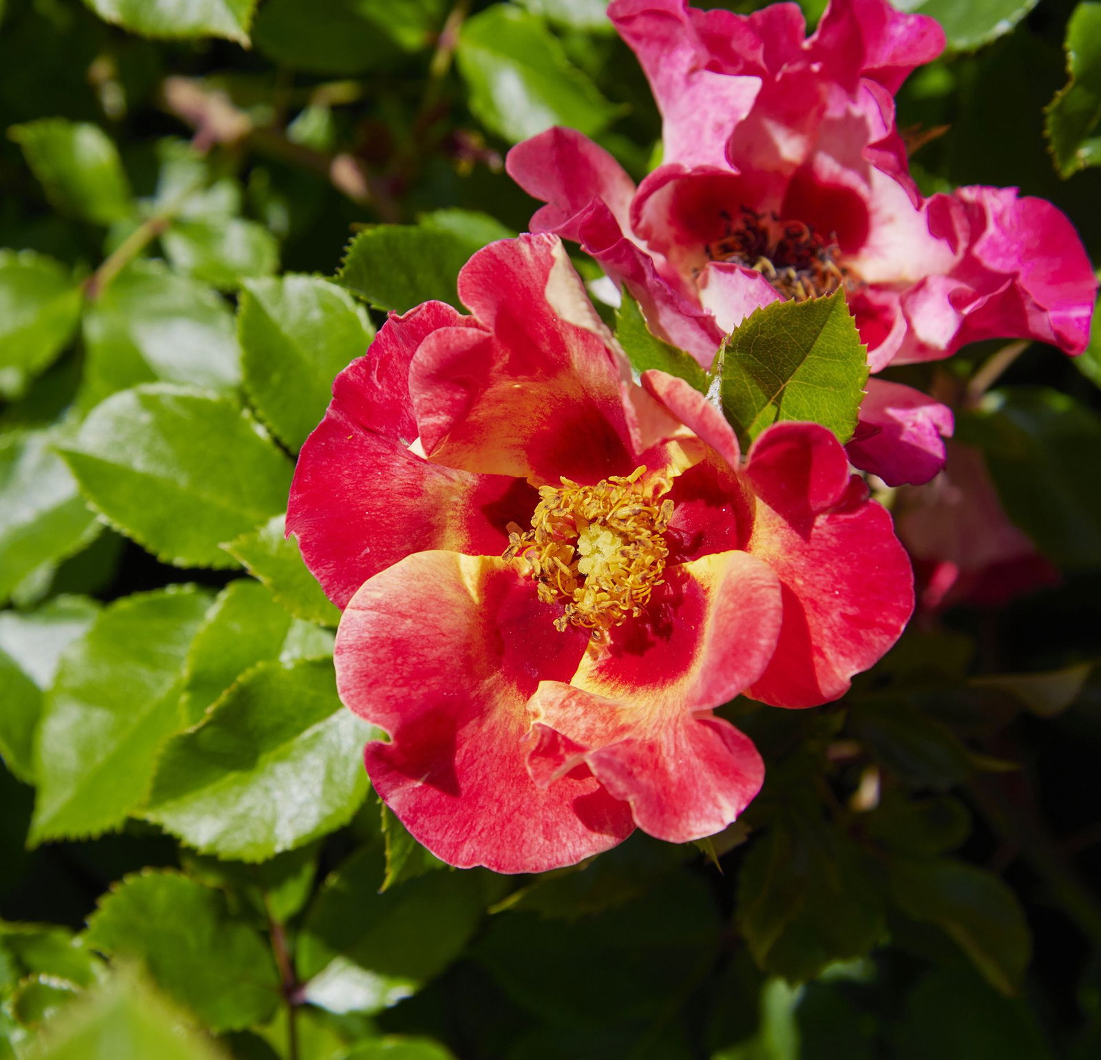 Rosa Sunshine Babylon Eyes - Rosa Sunshine Babylon Eyes günstig kaufen
