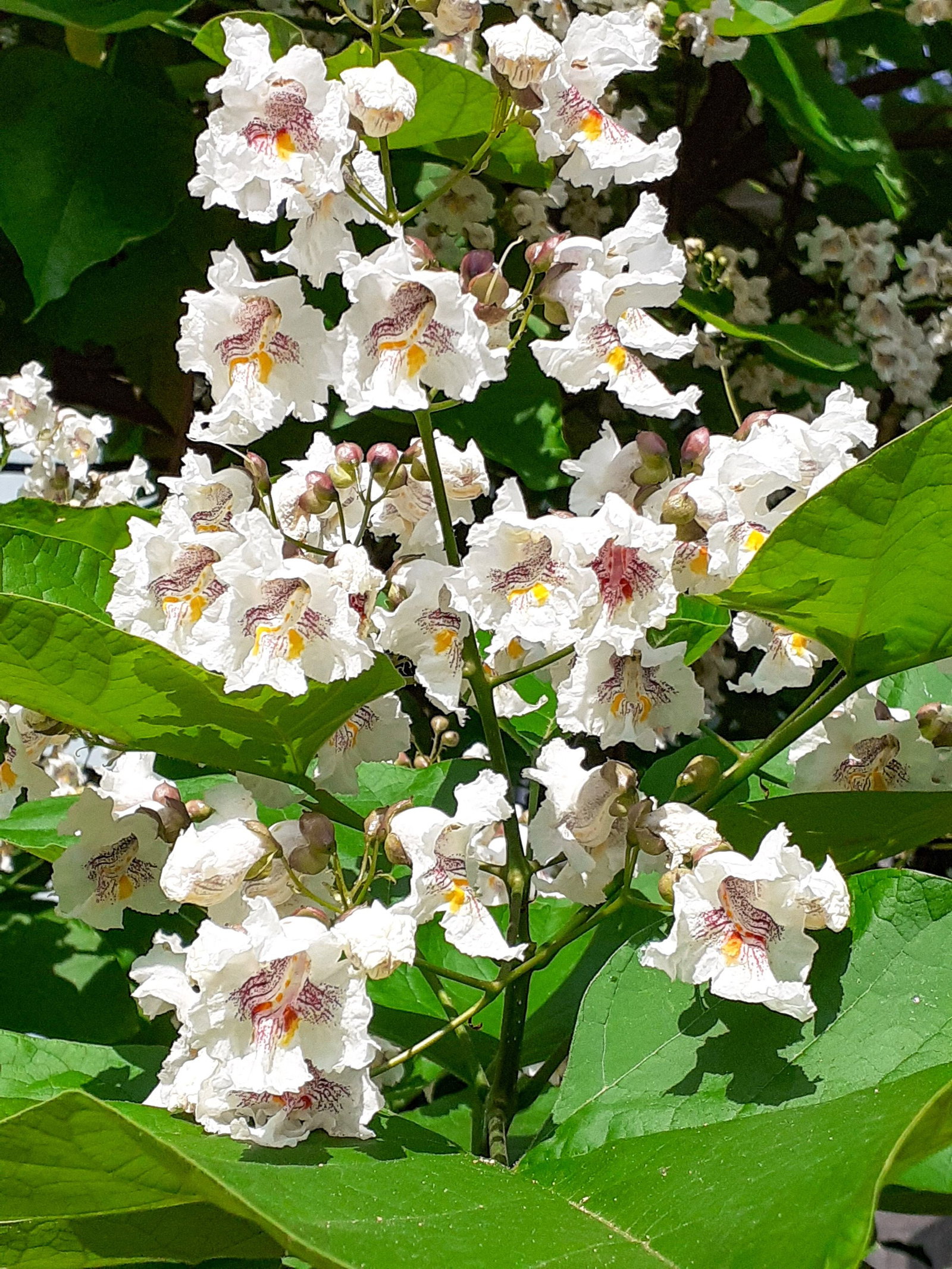 Prächtiger Trompetenbaum - Catalpa speciosa günstig kaufen