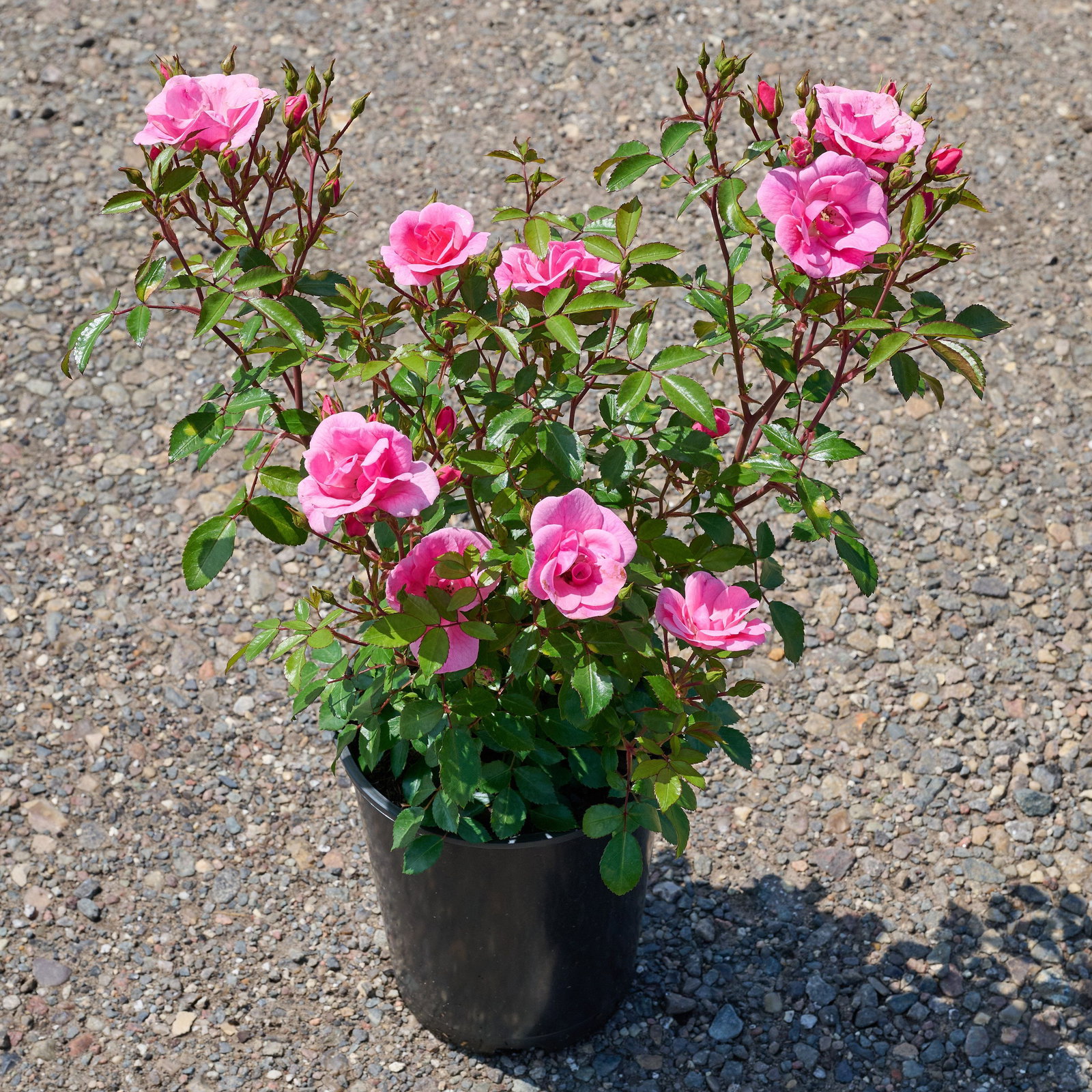 Rose Jojo Peach - Rosa Jojo Peach günstig kaufen