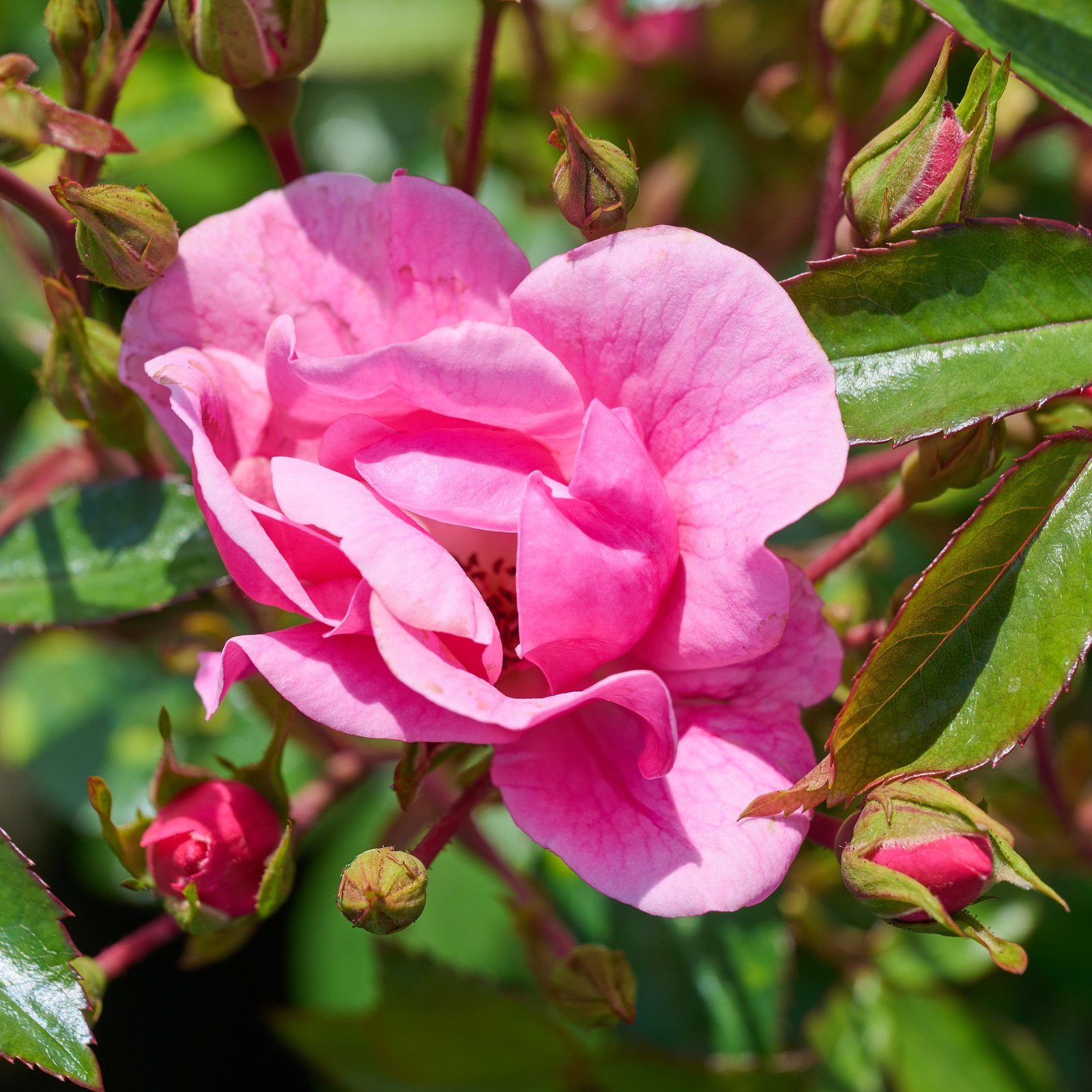 Rose Jojo Peach - Rosa Jojo Peach günstig kaufen