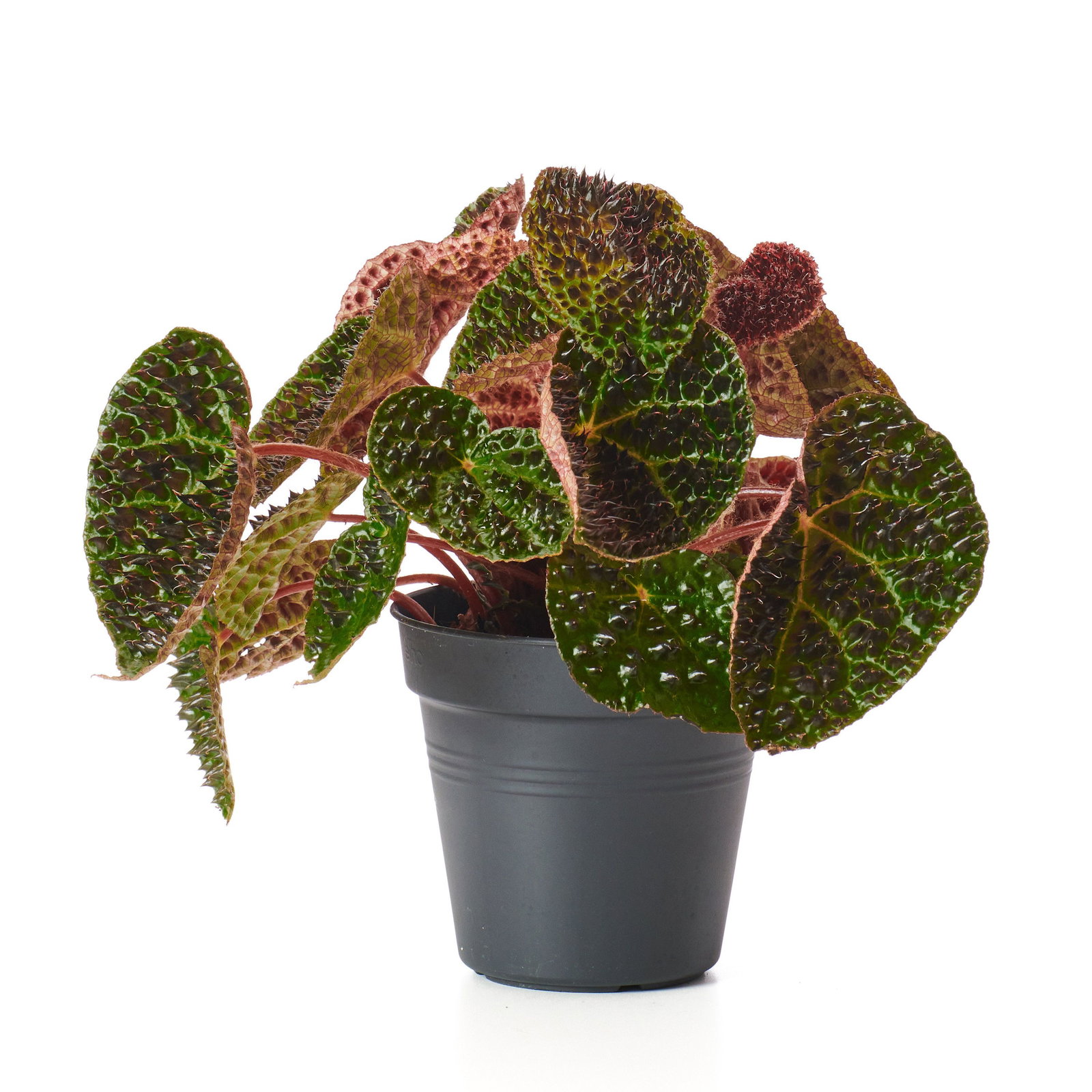 Begonie Troll - Begonia Ferox Troll günstig kaufen