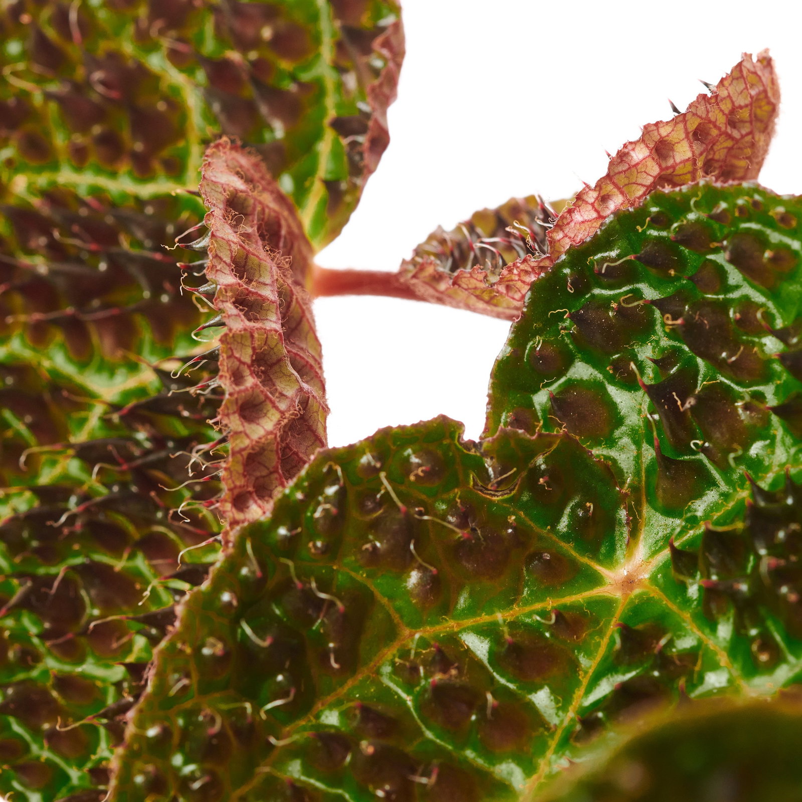 Begonie Troll - Begonia Ferox Troll günstig kaufen