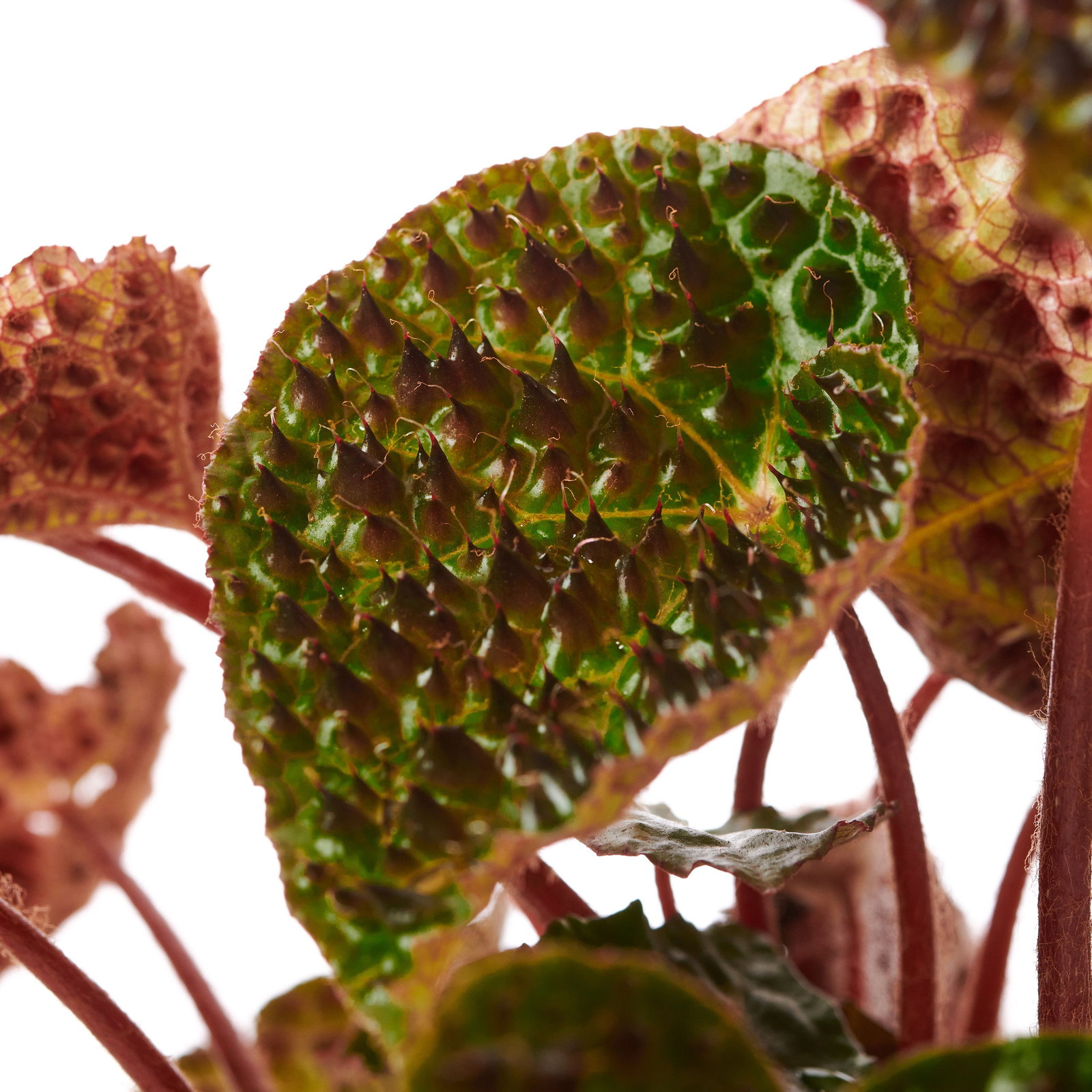 Begonie Troll - Begonia Ferox Troll günstig kaufen