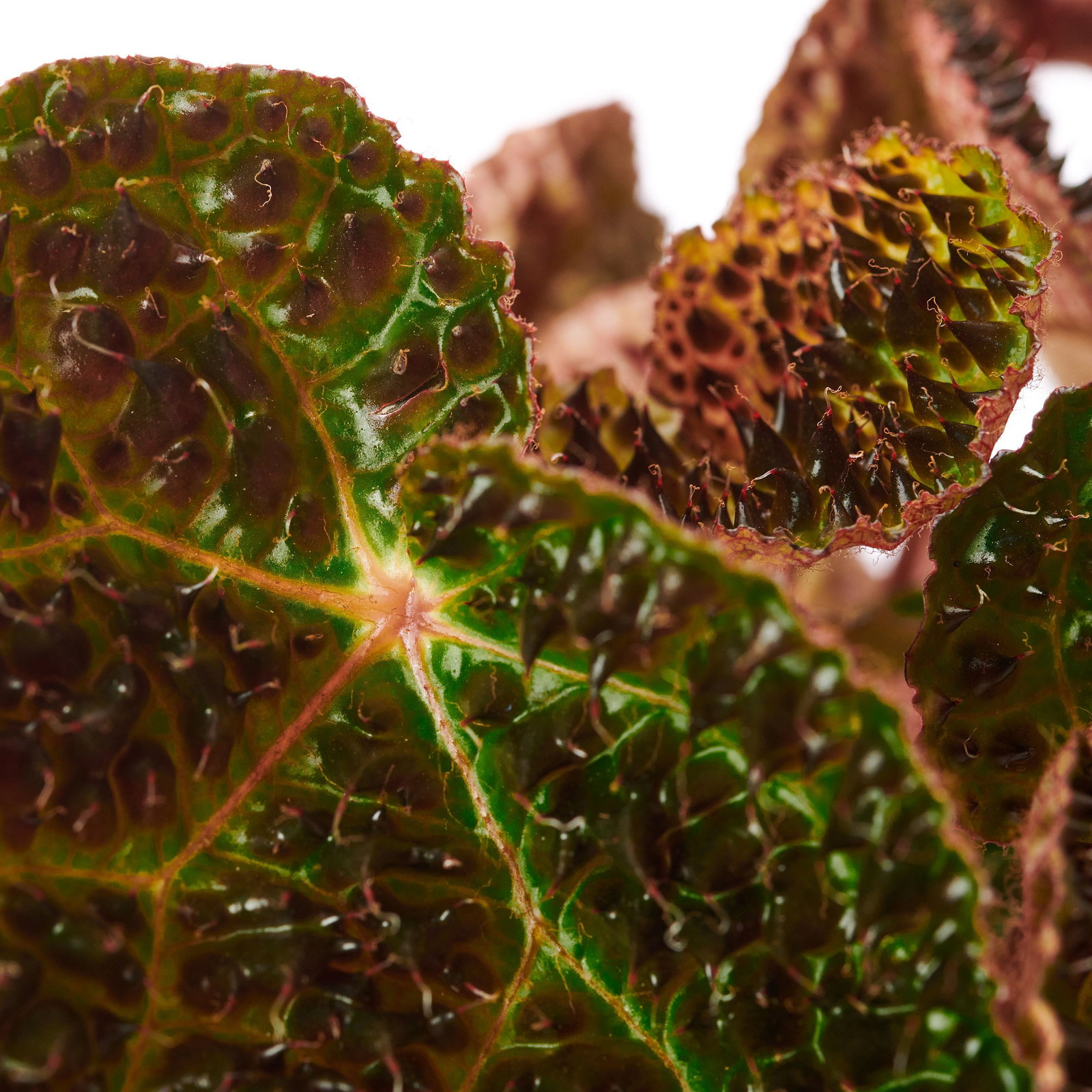Begonie Troll - Begonia Ferox Troll günstig kaufen