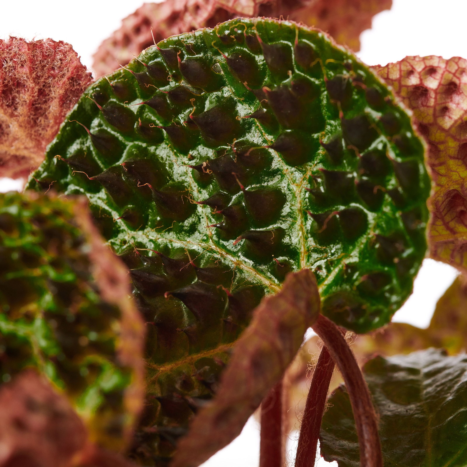 Begonie Troll - Begonia Ferox Troll günstig kaufen
