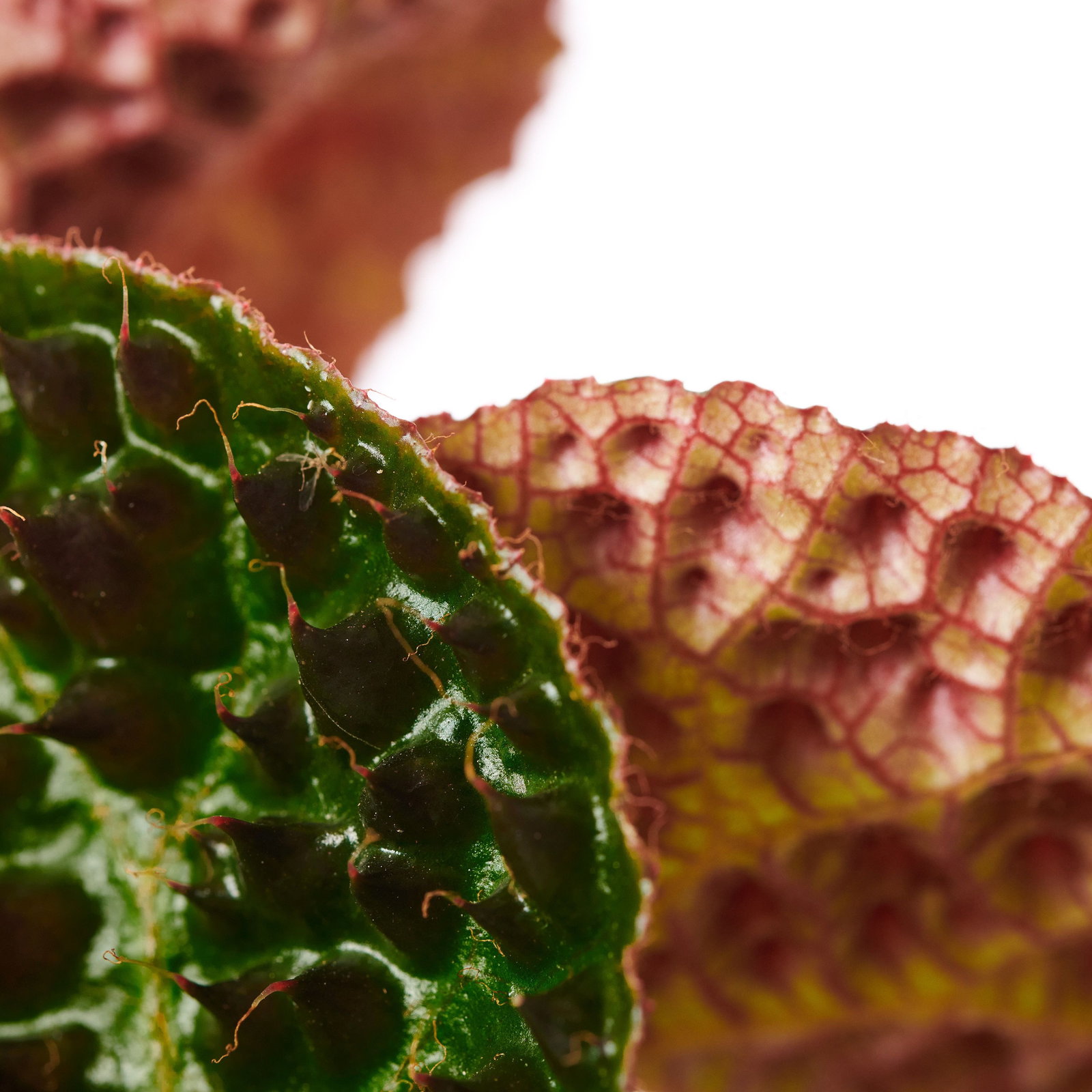 Begonie Troll - Begonia Ferox Troll günstig kaufen