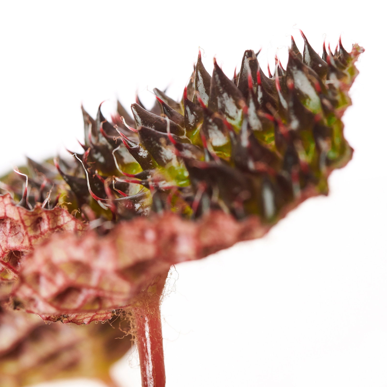 Begonie Troll - Begonia Ferox Troll günstig kaufen