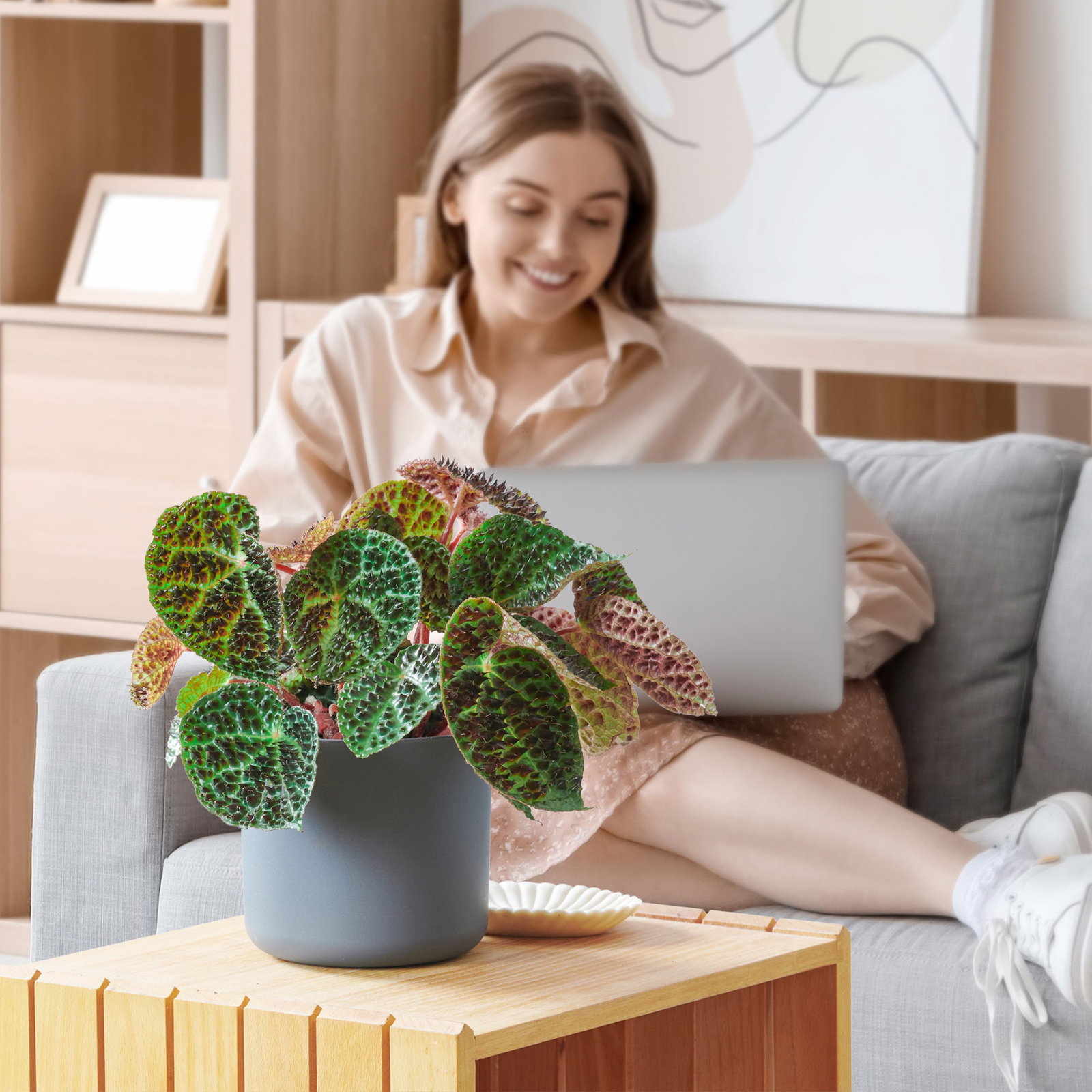 Begonie Troll - Begonia Ferox Troll günstig kaufen