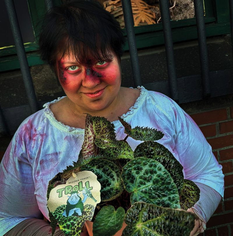 Begonie Troll - Begonia Ferox Troll günstig kaufen