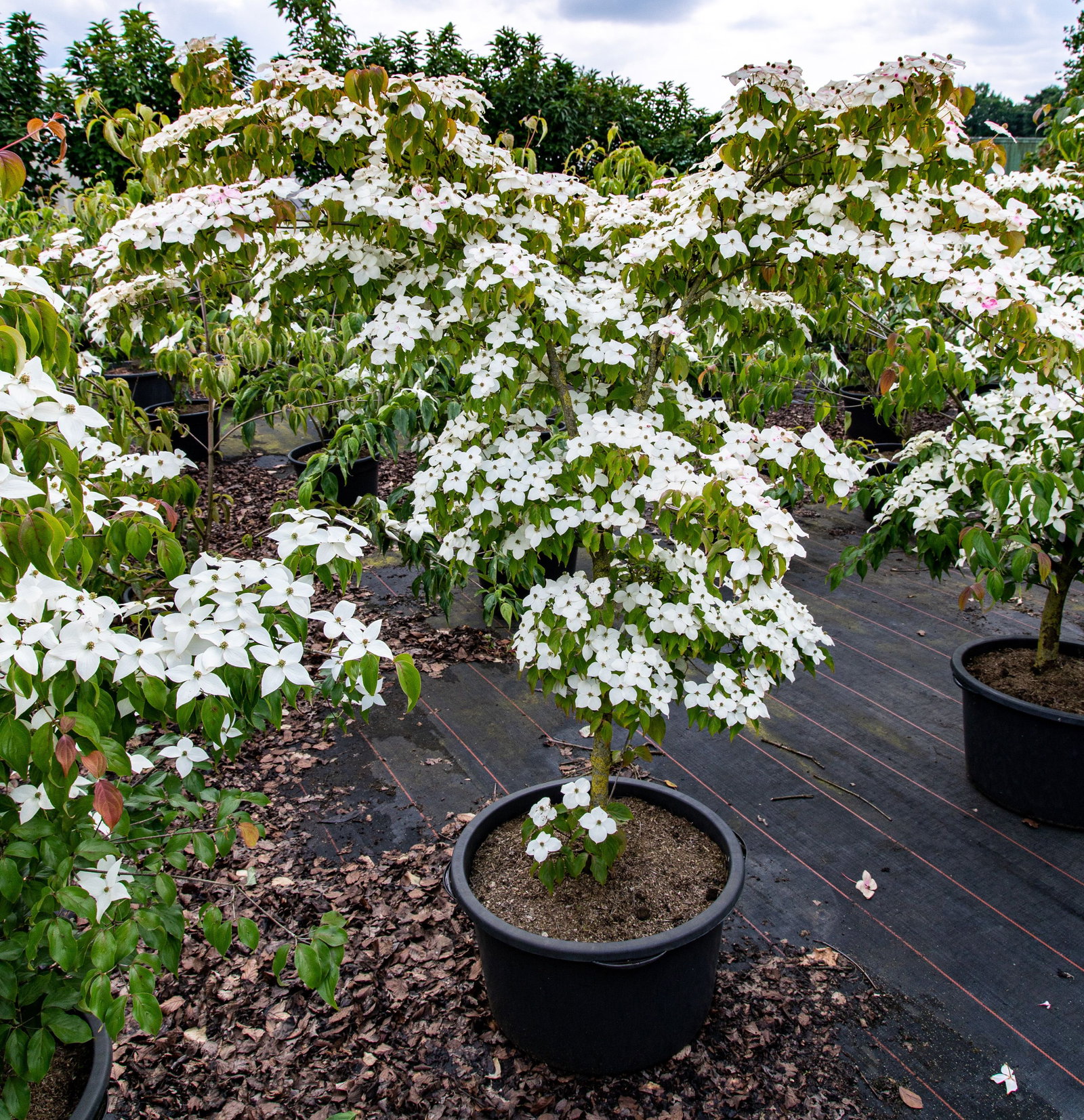 Cornus Kousa Kleine Sorten