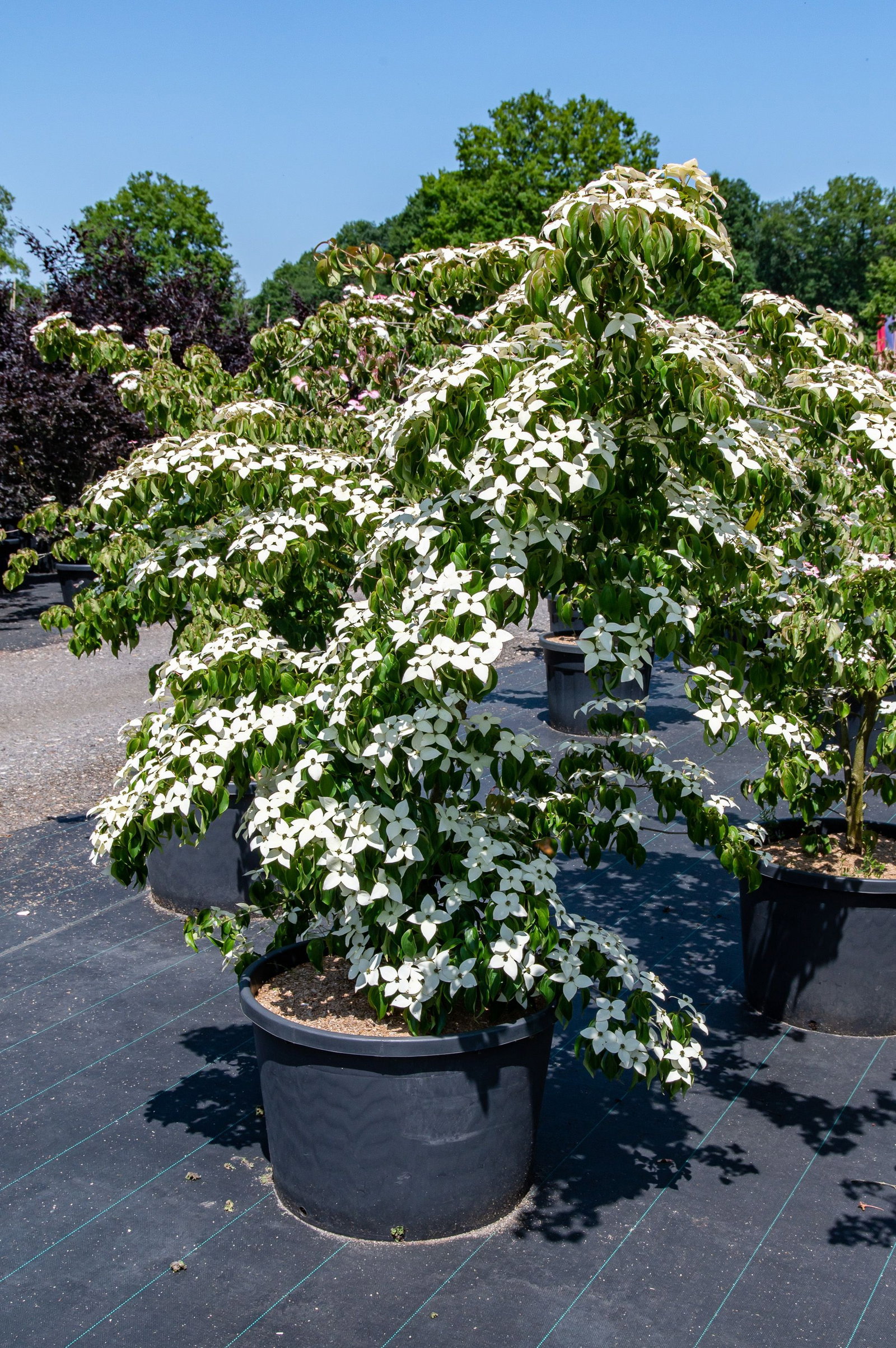 Cornus Kousa Kleine Sorten